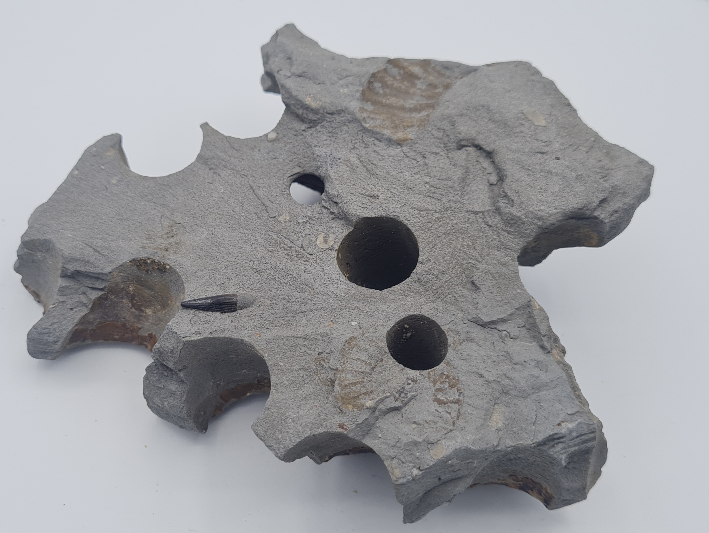 Unknown tooth Jurassic Coast UK - Fossil ID - The Fossil Forum