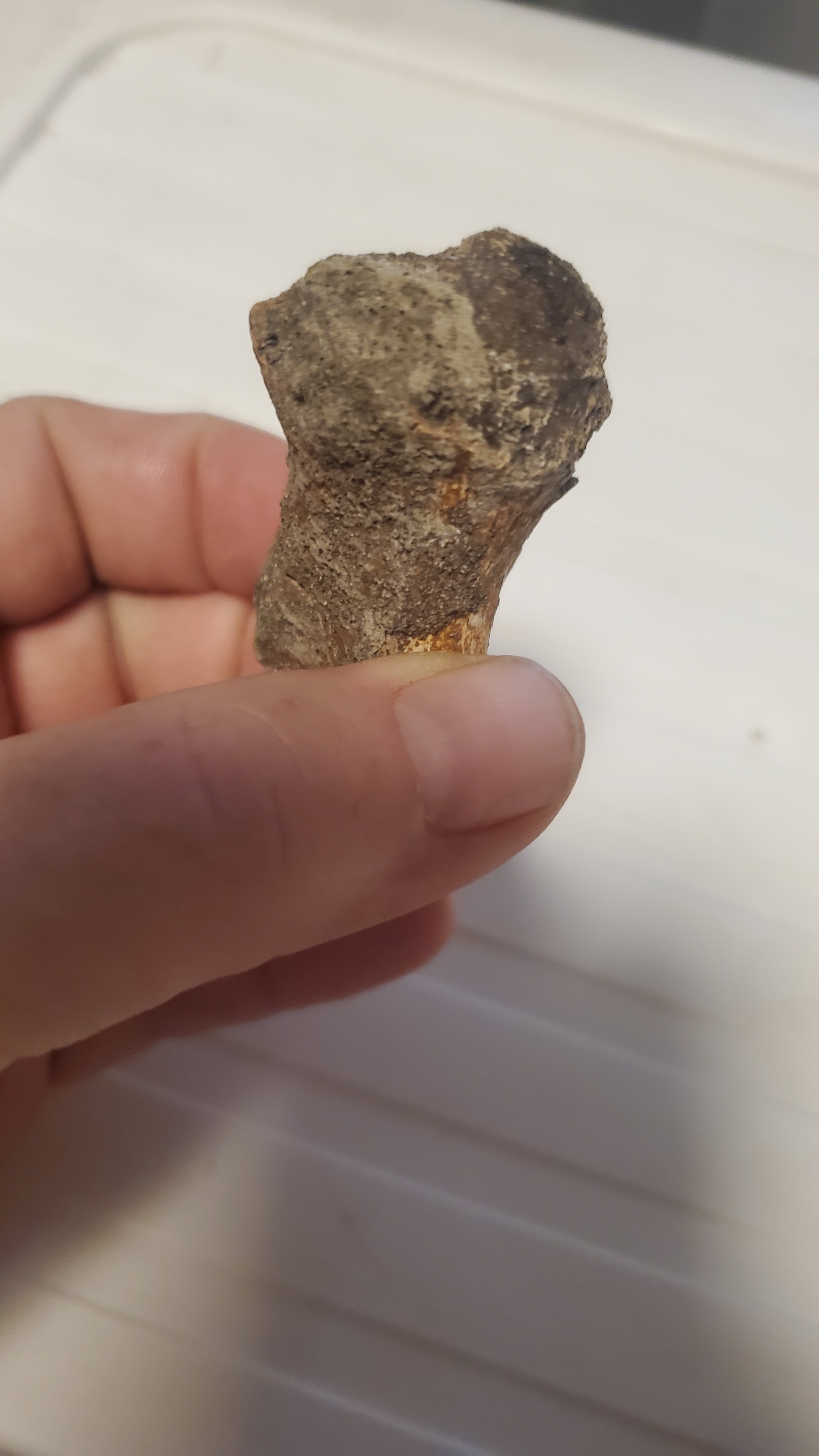 Dinosaur leg bone - Fossil ID - The Fossil Forum