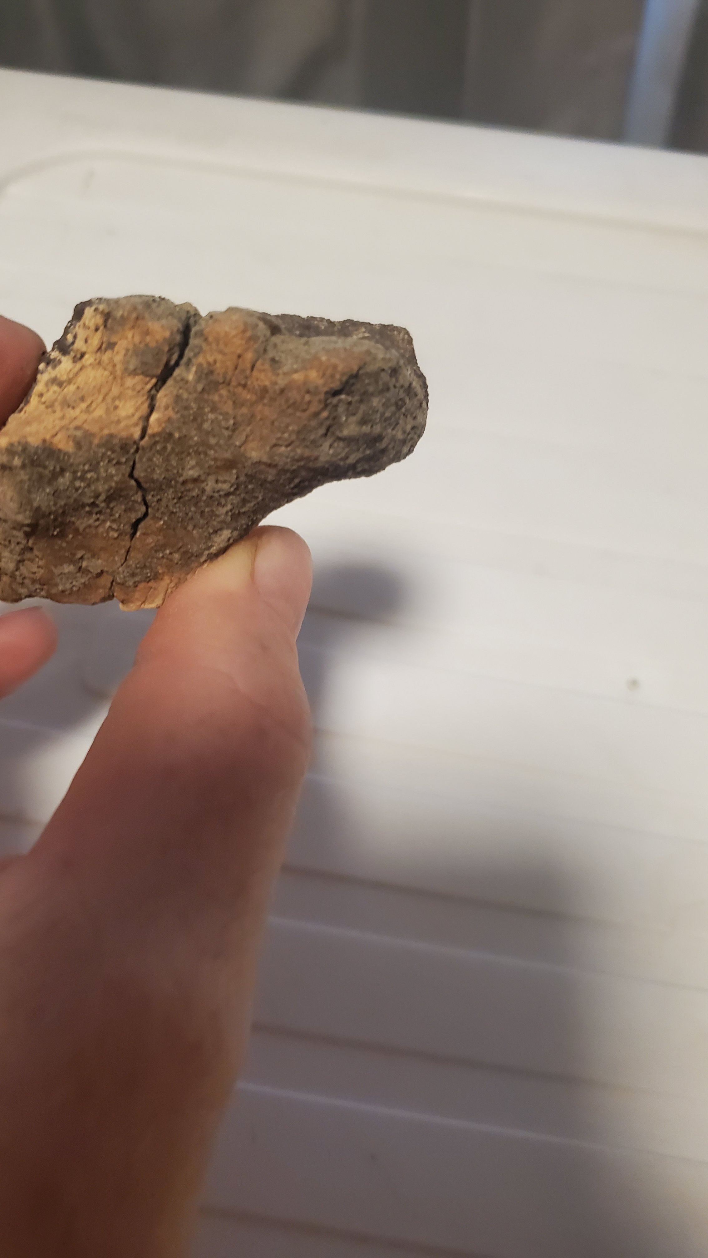 Dinosaur leg bone - Fossil ID - The Fossil Forum