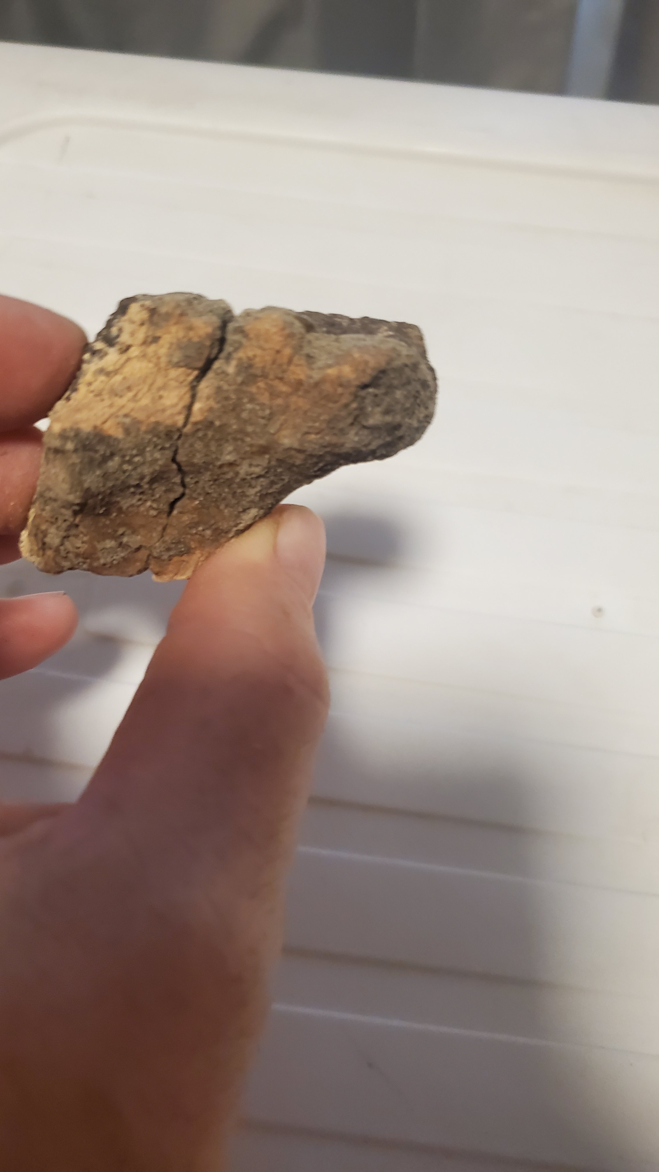Dinosaur leg bone - Fossil ID - The Fossil Forum