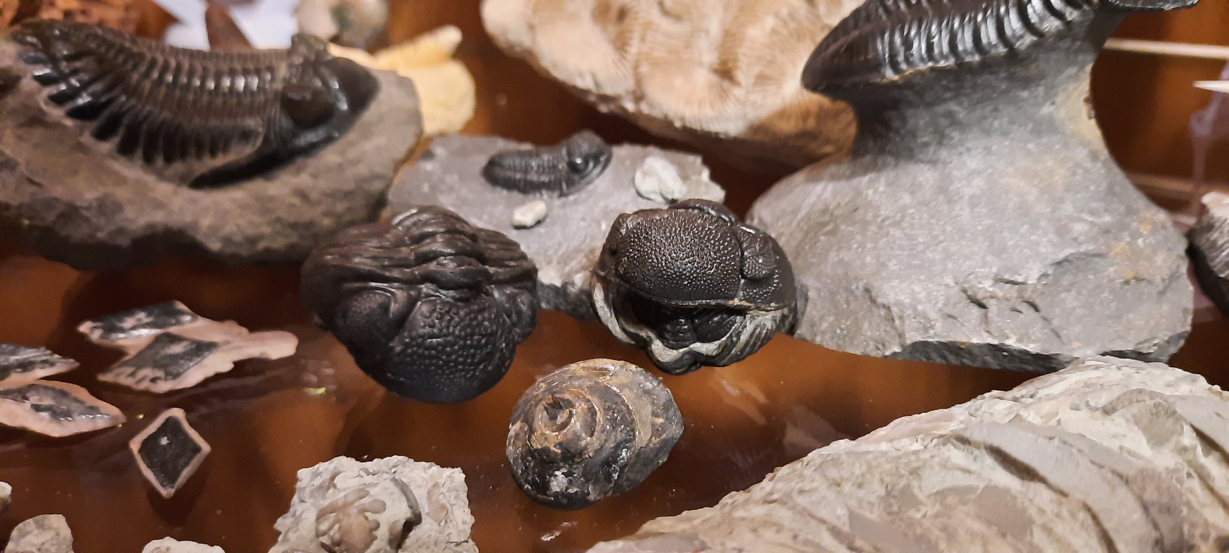 cool new fossil - Member Collections - The Fossil Forum