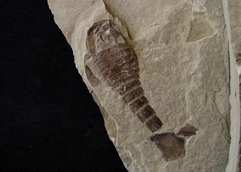 Sea scorpion - Is It Real? How to Recognize Fossil Fabrications - The ...
