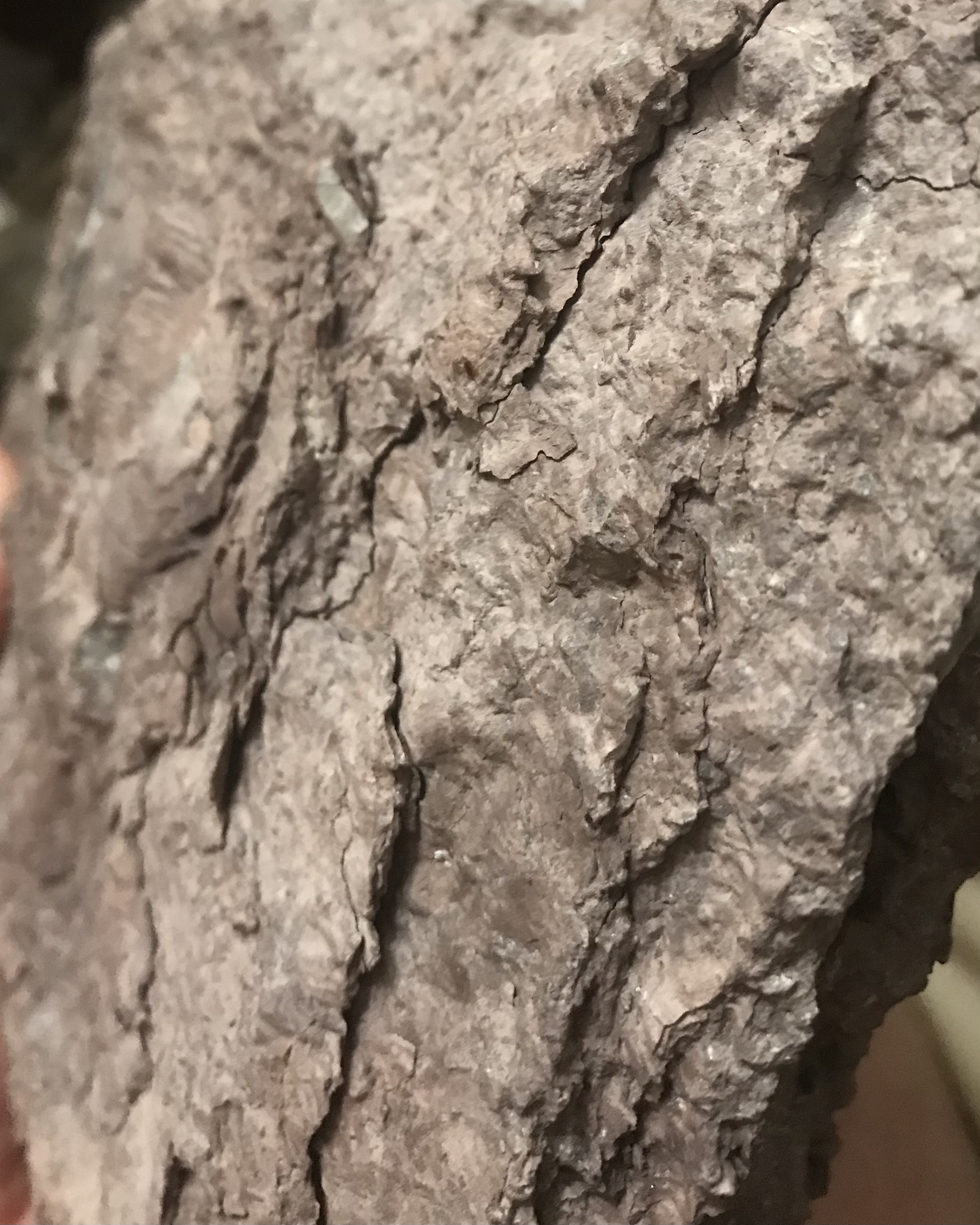 Prep Conulariid - Fossil Preparation - The Fossil Forum