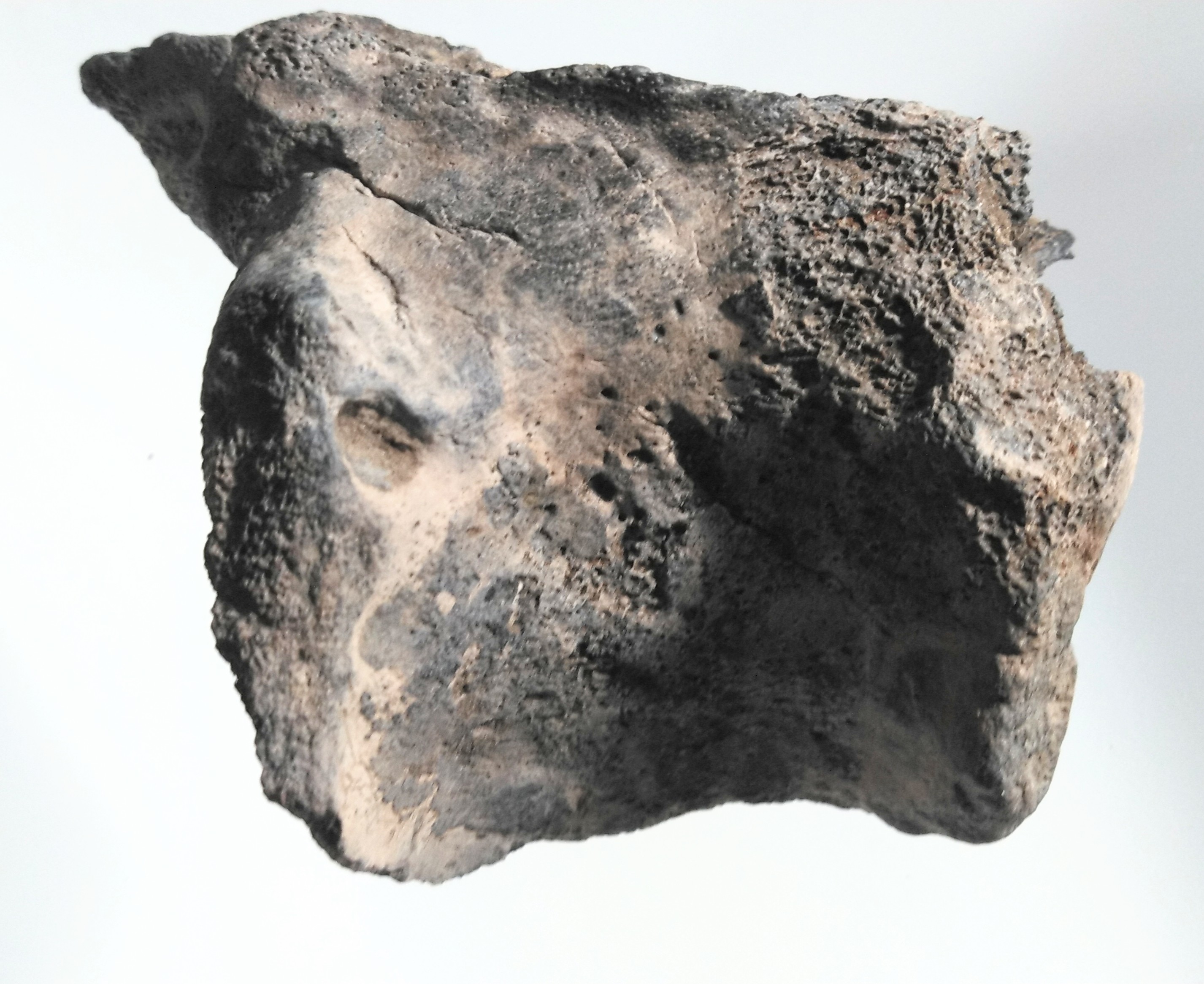 Occipital condyle? - Fossil ID - The Fossil Forum