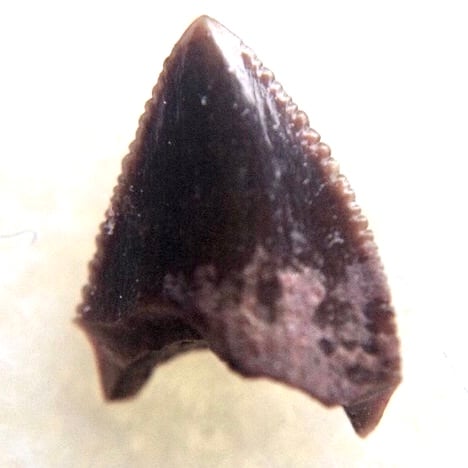 Dimetrodon tooth? Oklahoma Permian - Fossil ID - The Fossil Forum