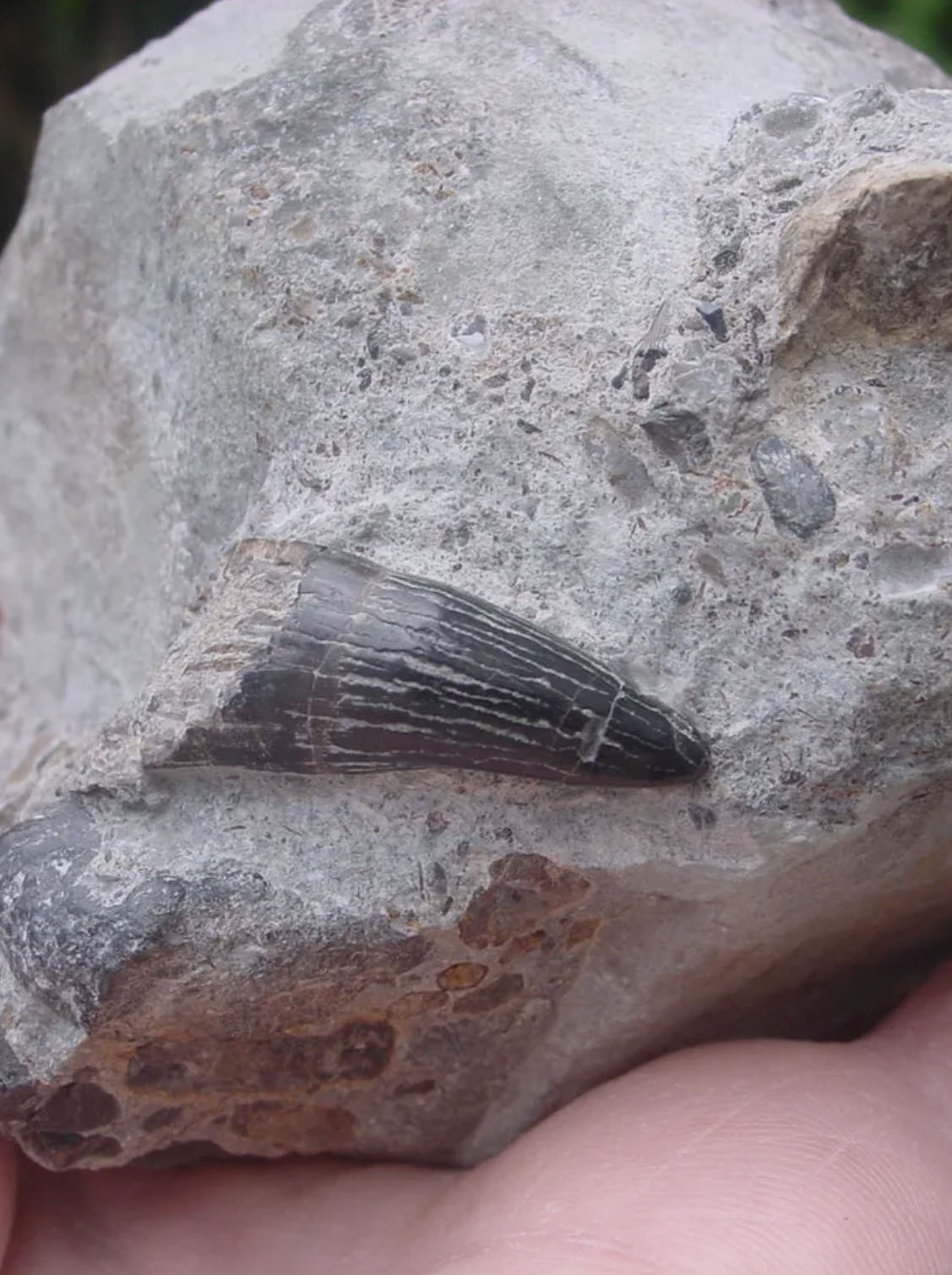Partial Rhomaleosaurus tooth from UK? - Fossil ID - The Fossil Forum