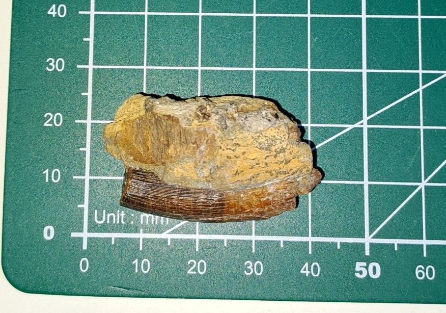 Partial Rhomaleosaurus tooth from UK? - Fossil ID - The Fossil Forum