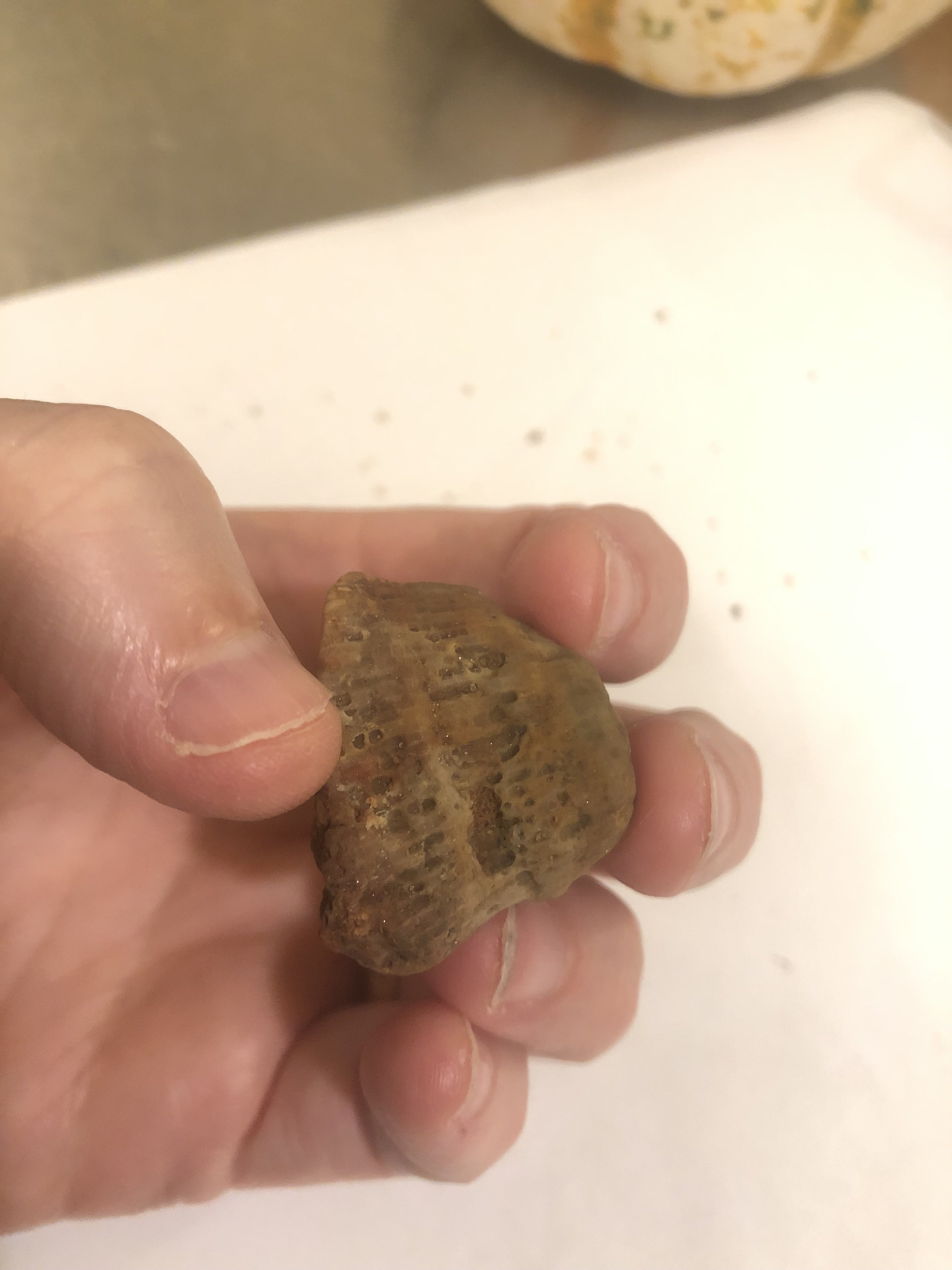 Barnacles? And something else - Fossil ID - The Fossil Forum
