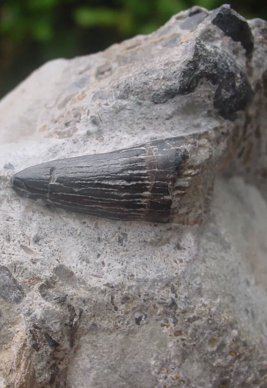 Partial Rhomaleosaurus tooth from UK? - Fossil ID - The Fossil Forum