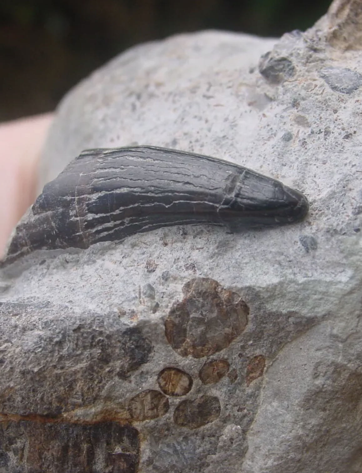Partial Rhomaleosaurus tooth from UK? - Fossil ID - The Fossil Forum