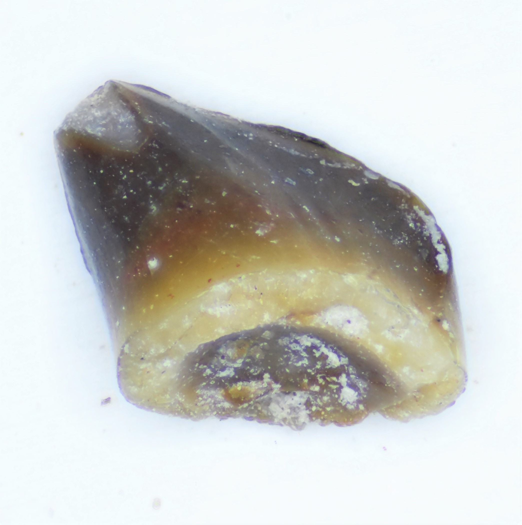 Dimetrodon tooth? Oklahoma Permian - Fossil ID - The Fossil Forum