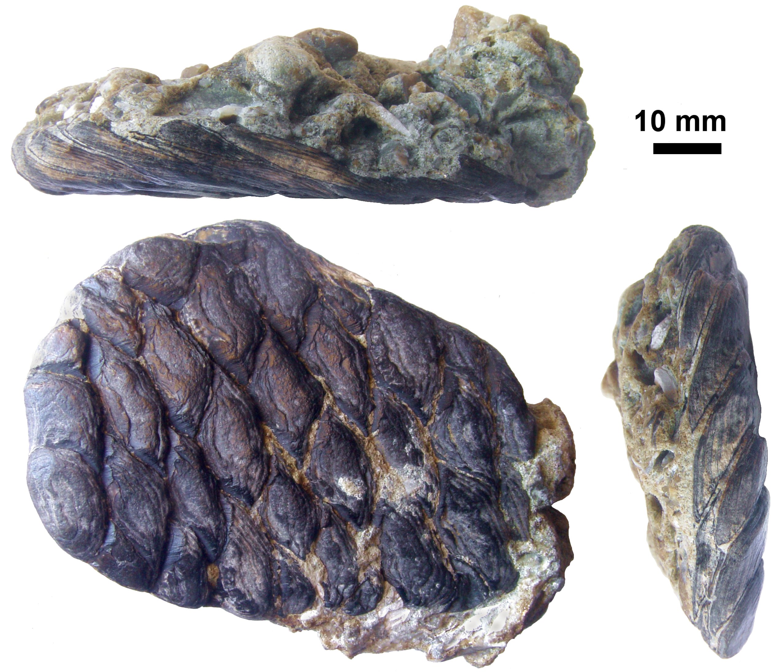 Unknown fish scales - Fossil ID - The Fossil Forum