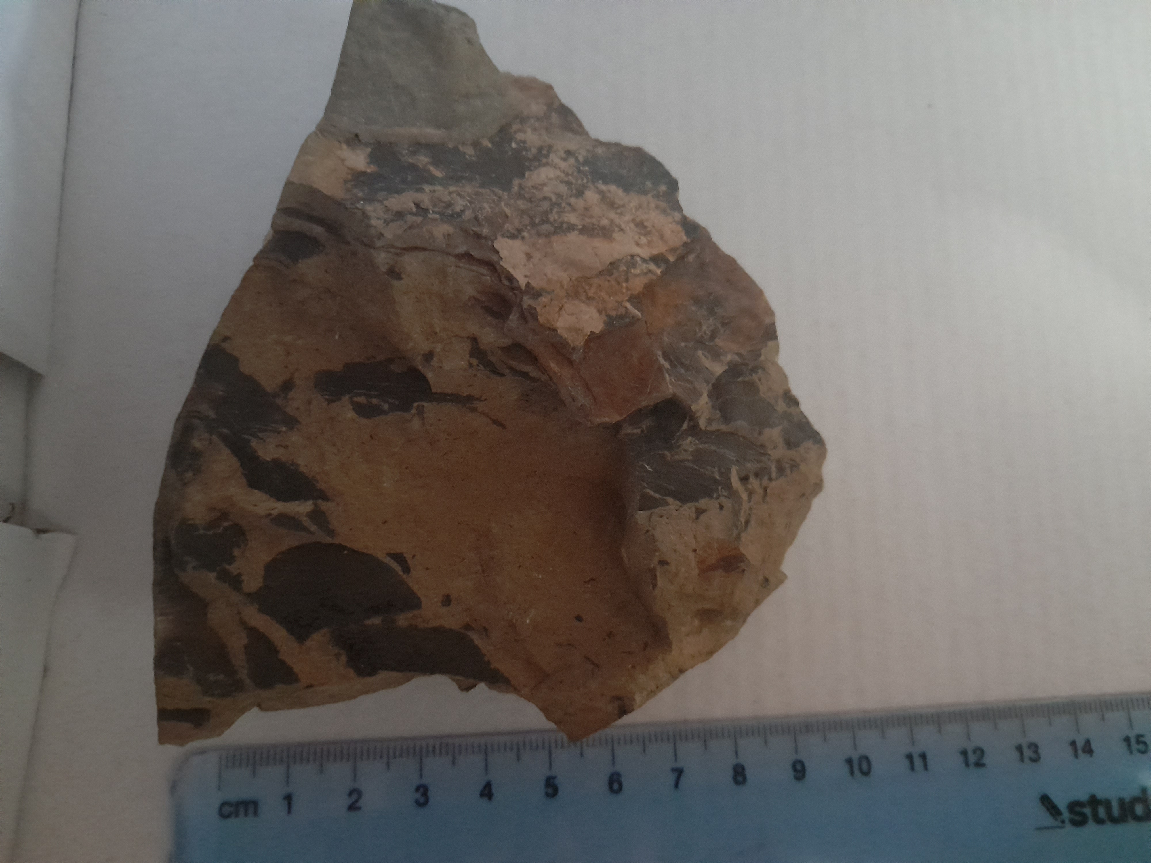 Triassic Plants ID - Fossil ID - The Fossil Forum