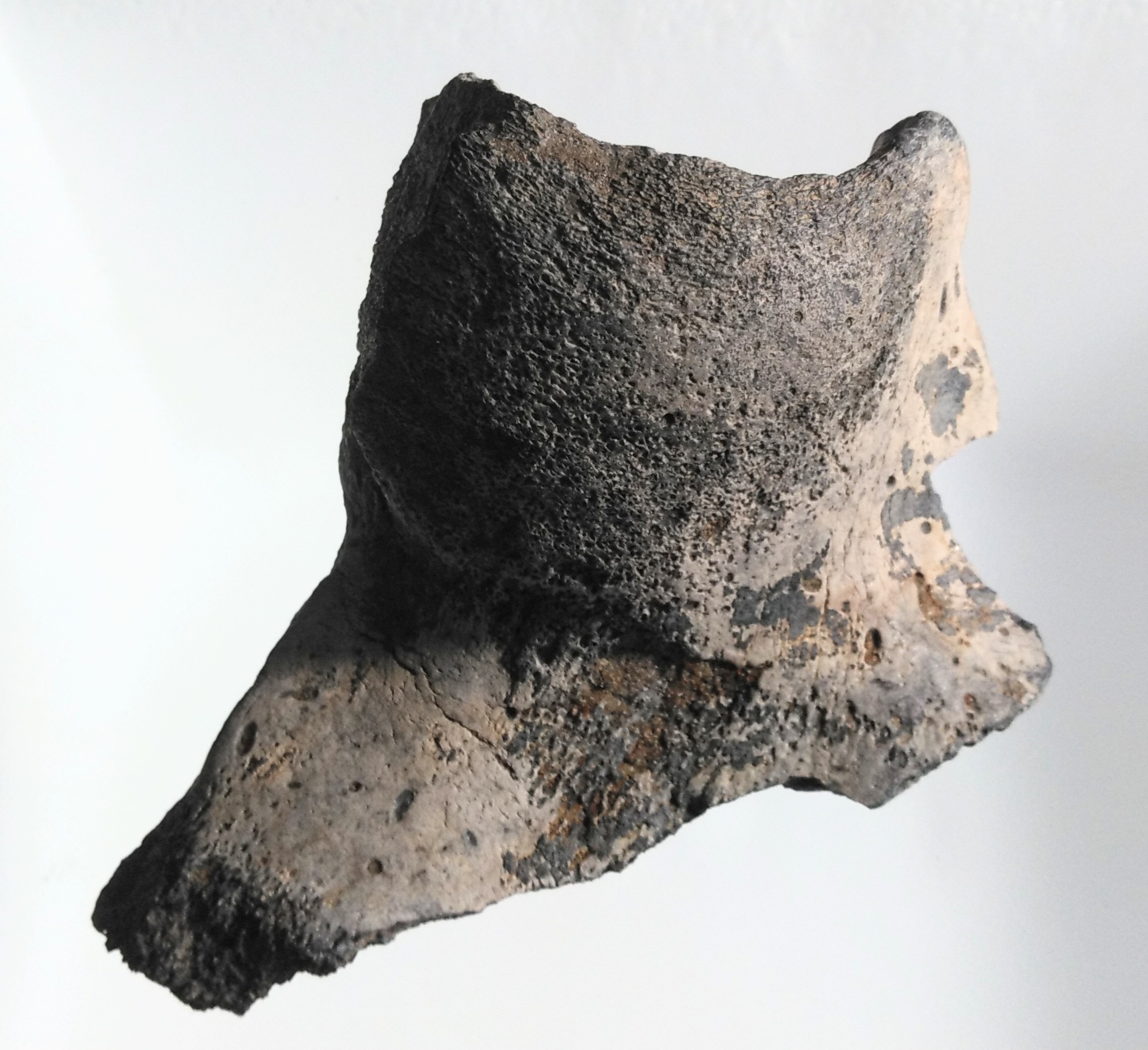 Occipital condyle? - Fossil ID - The Fossil Forum