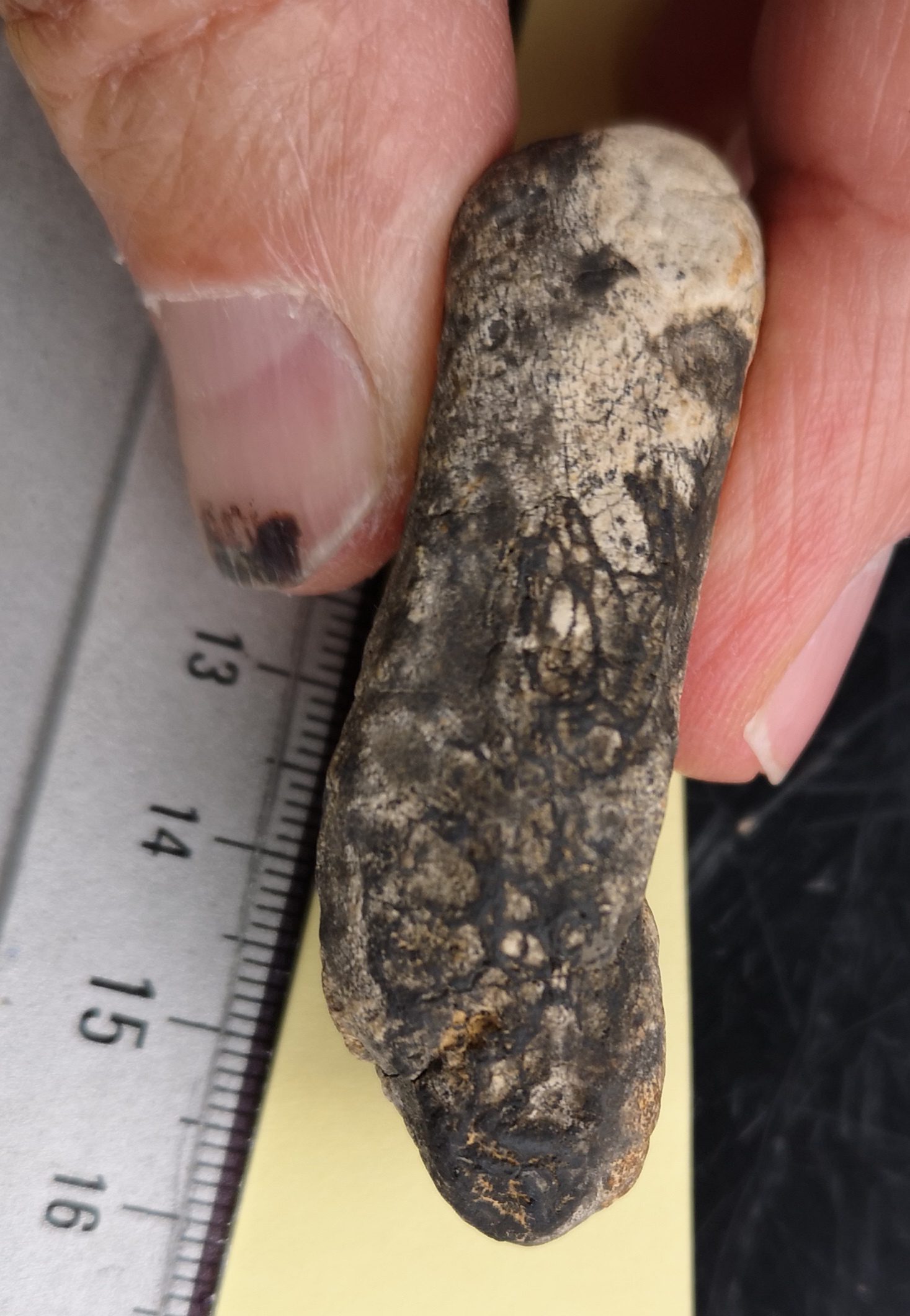 Ladonia - Fossil ID - The Fossil Forum