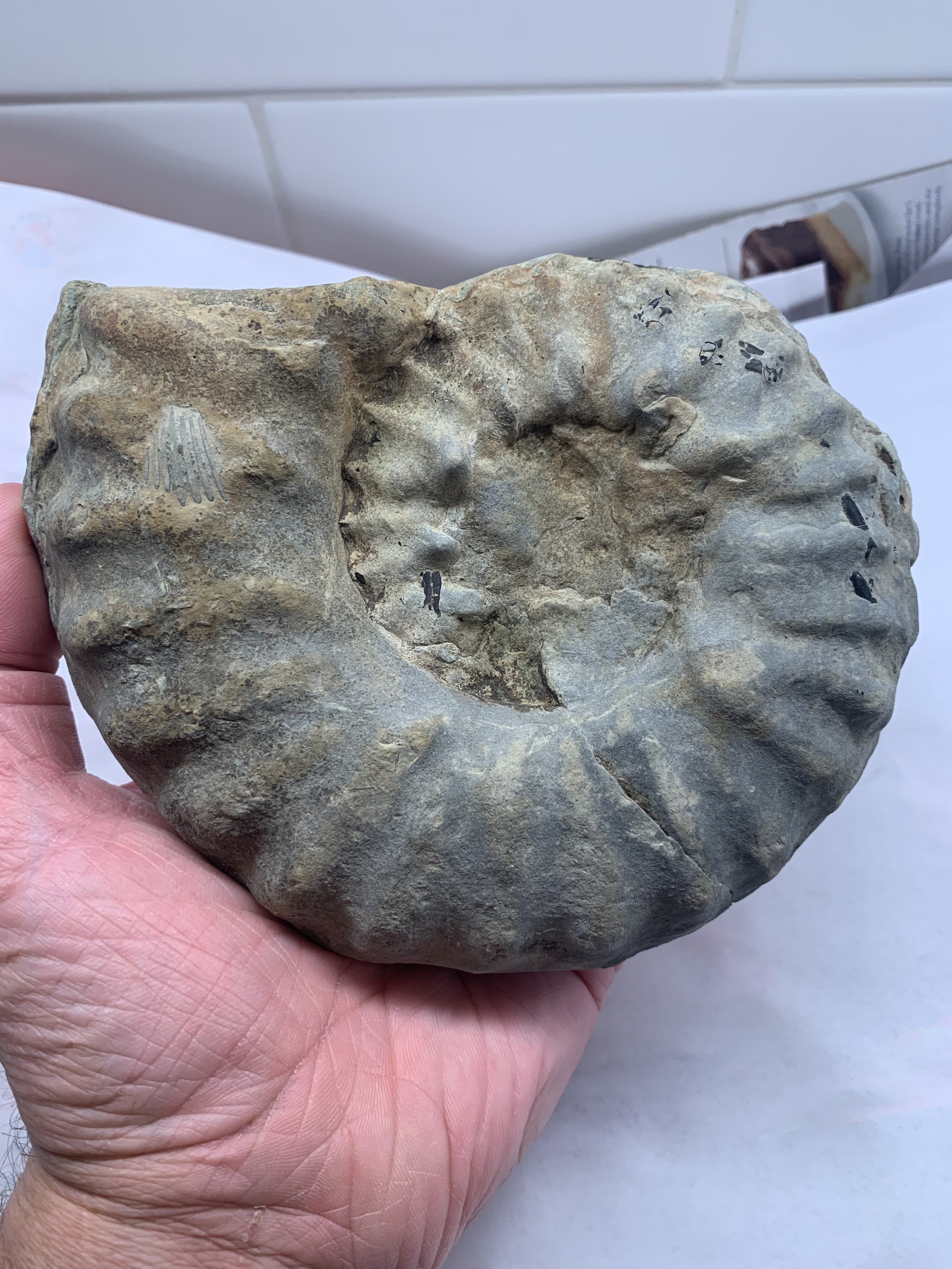 Mortoniceras+macraster near Downtown Fort Worth - Fossil Hunting Trips ...