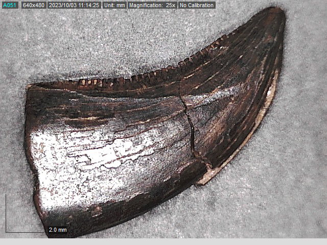 Dromaeosaurus tooth? - Fossil ID - The Fossil Forum