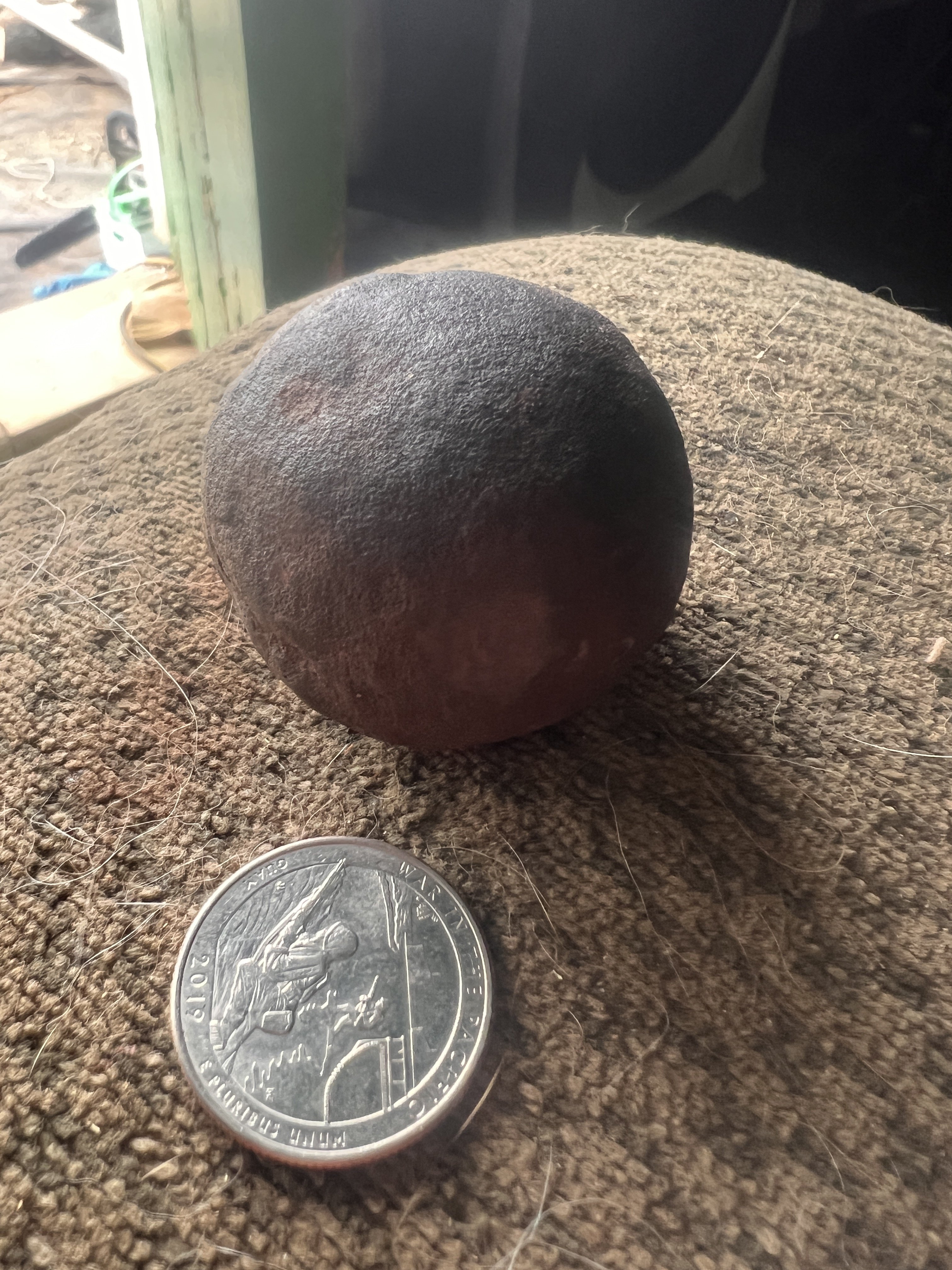 Fossilized Fruit or What Is This? - Fossil ID - The Fossil Forum