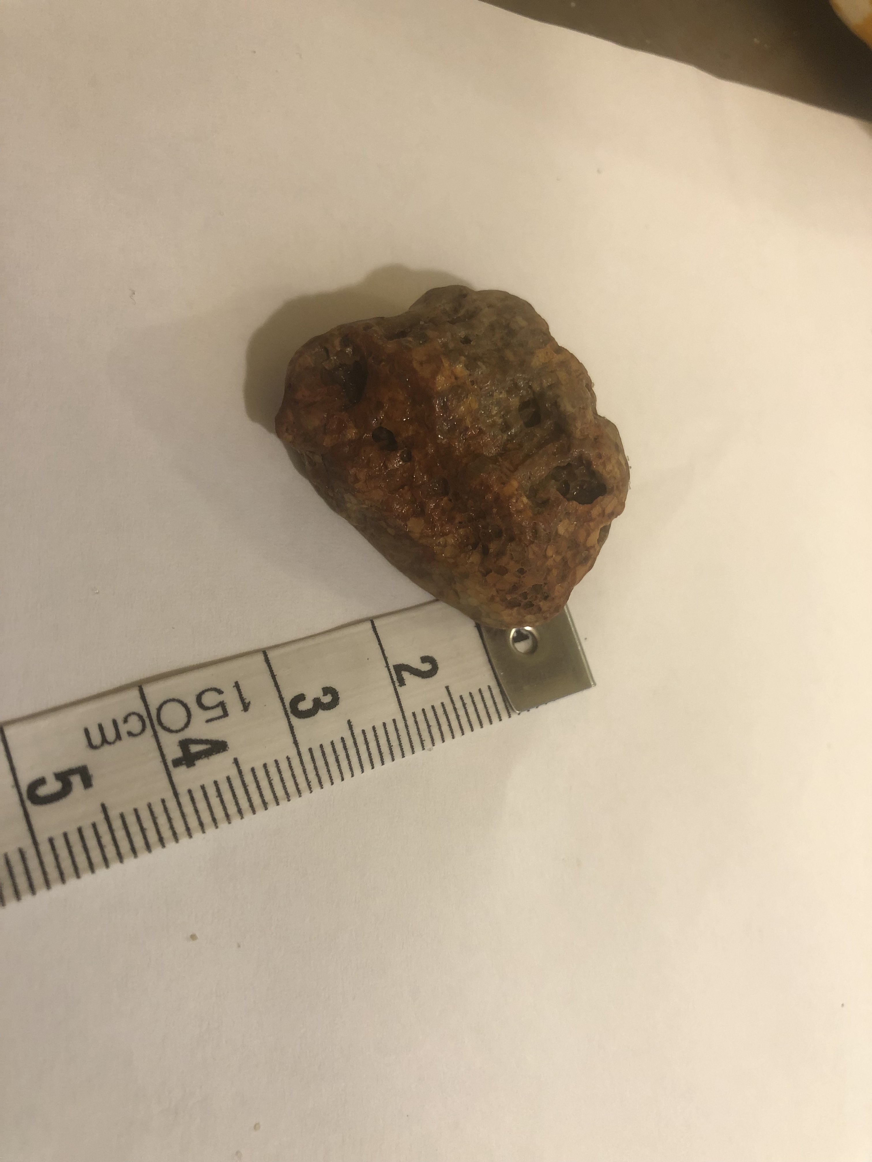 Barnacles? And something else - Fossil ID - The Fossil Forum