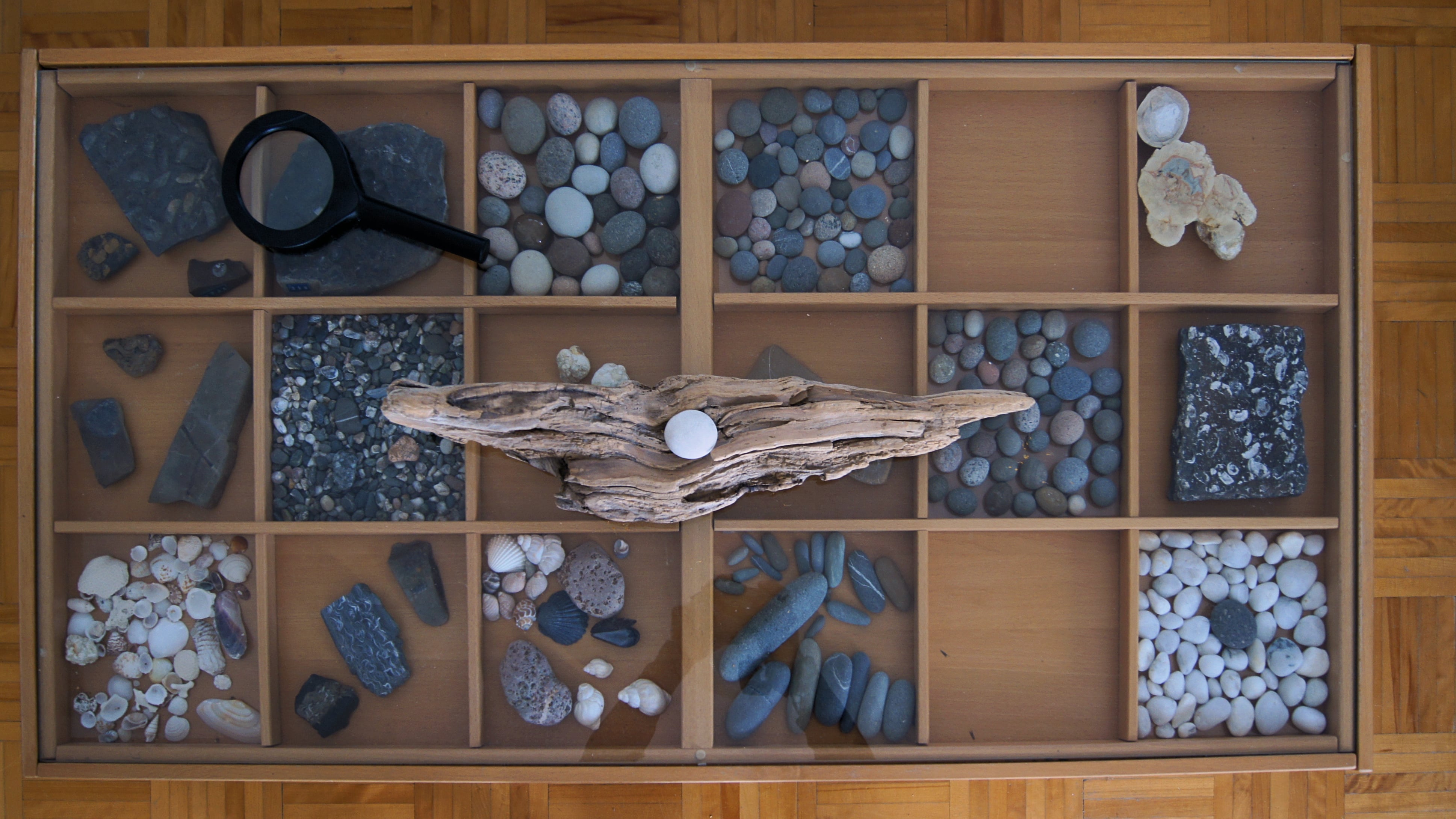 Show us your display for small fossils? - General Fossil Discussion ...