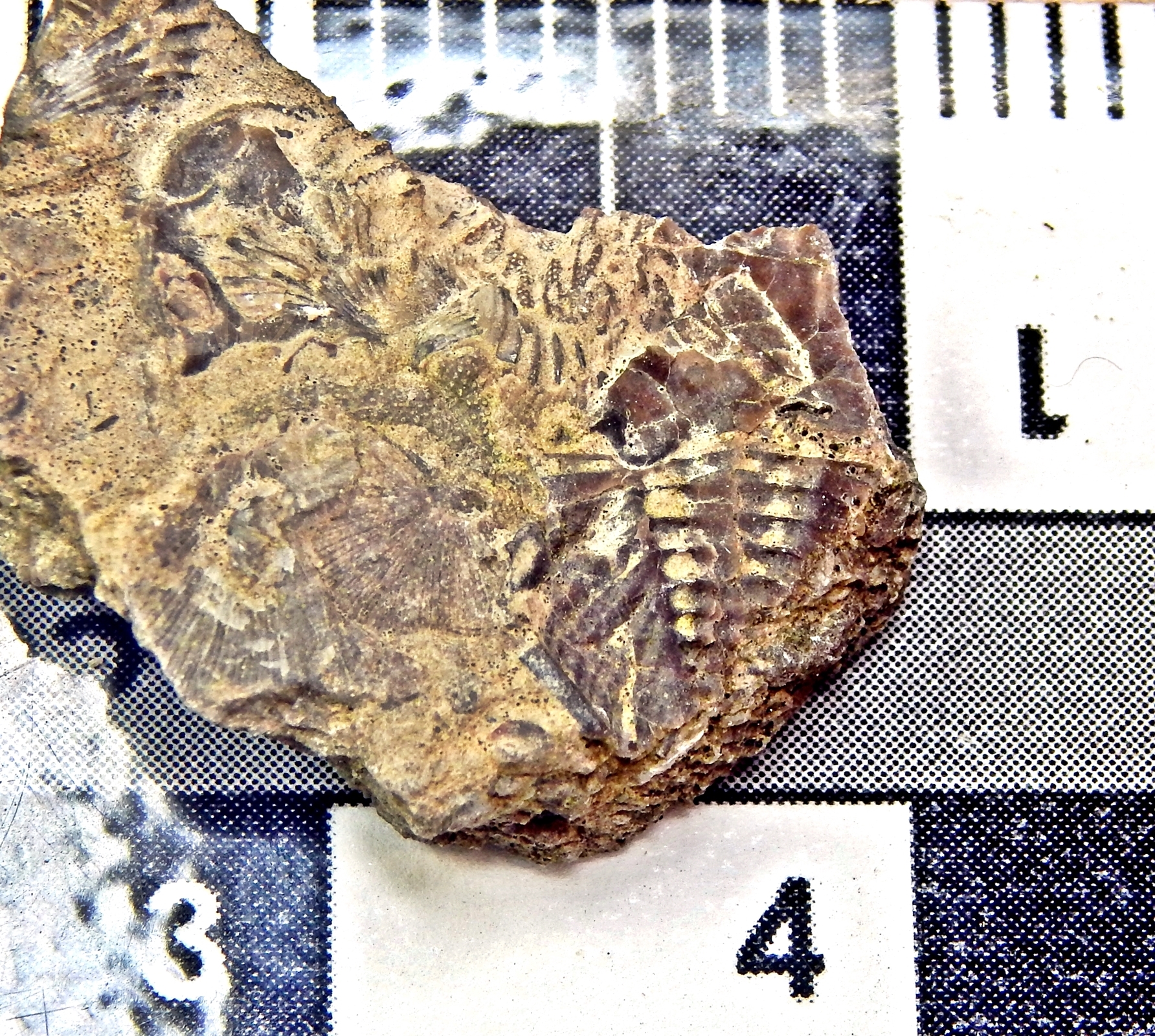 Unknown trilobite pygidium - Fossil ID - The Fossil Forum