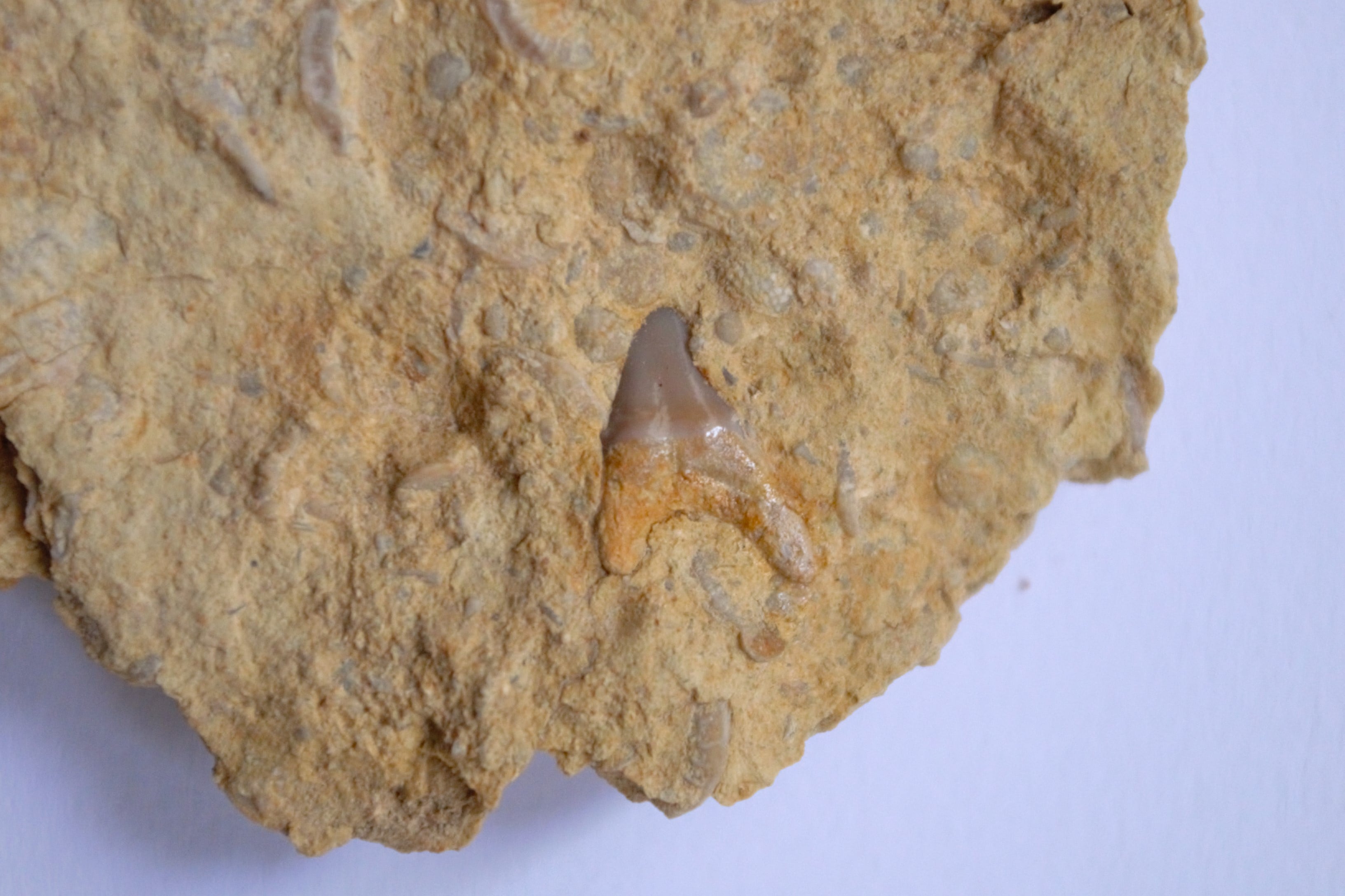 Shark Teeth from Jebel Hafeet, Al Ain, United Arab Emirates - Fossil ID ...
