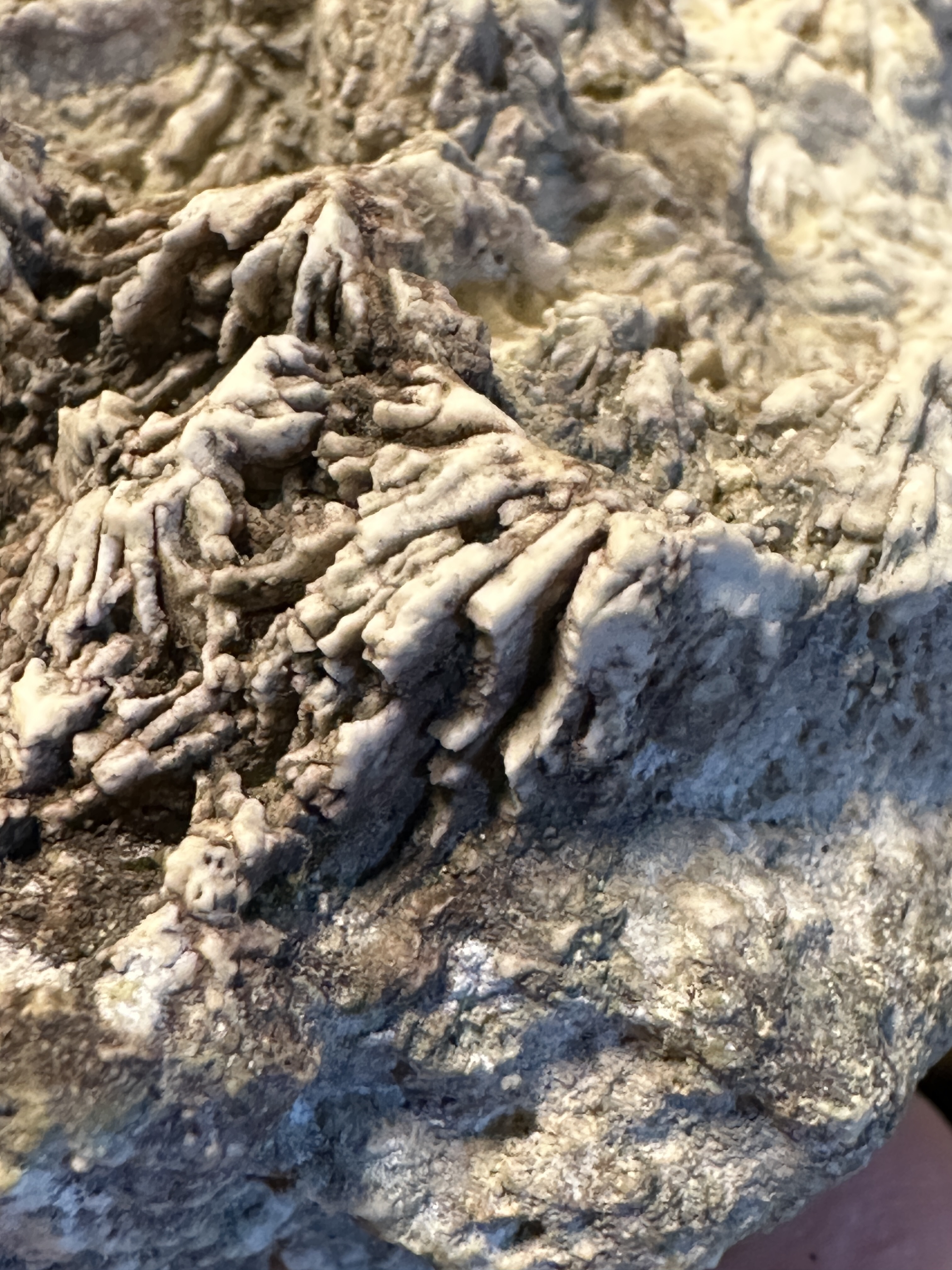 Two fossils from Miocene limestone on Yapen Island, New Guinea ...