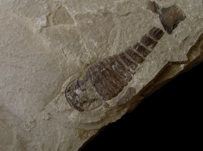 Sea scorpion - Is It Real? How to Recognize Fossil Fabrications - The ...