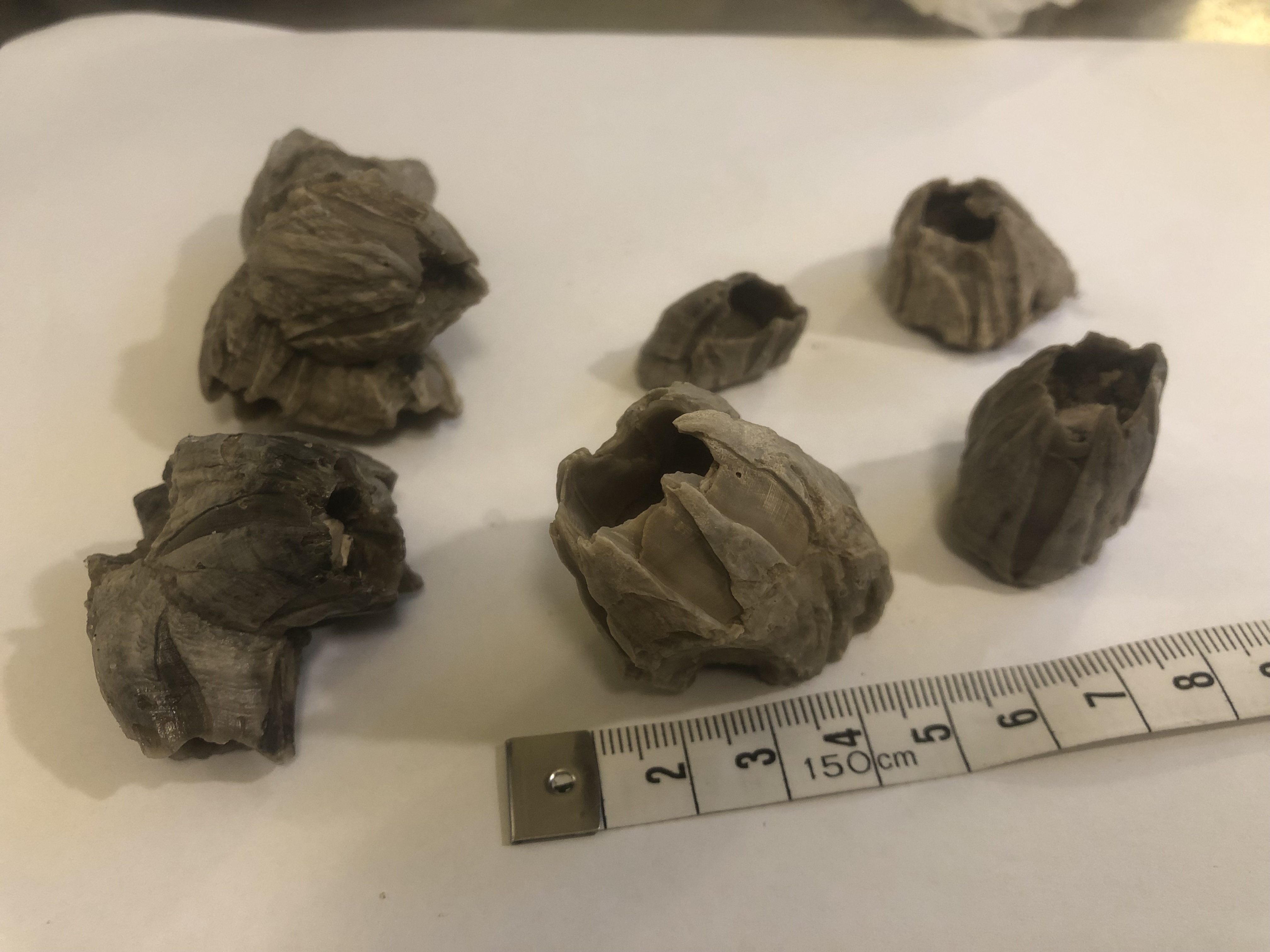 Barnacles? And something else - Fossil ID - The Fossil Forum