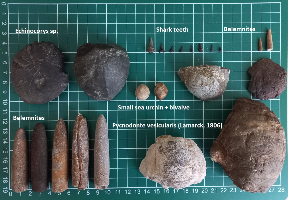 early Early to early Late Maastrichtian fossils - Fossil Hunting Trips ...