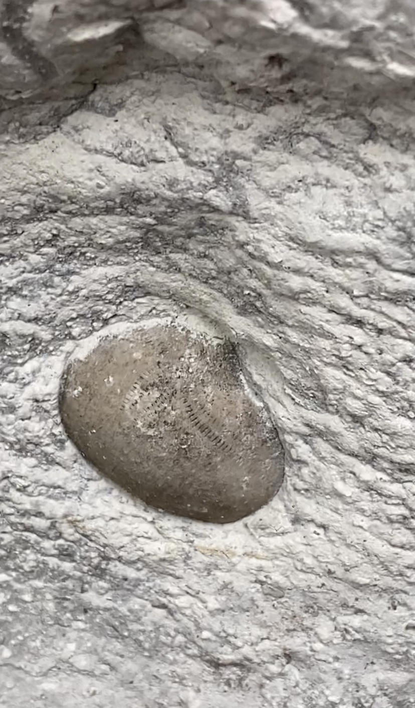 A surprising day in a surprising spot - Fossil Hunting Trips - The ...