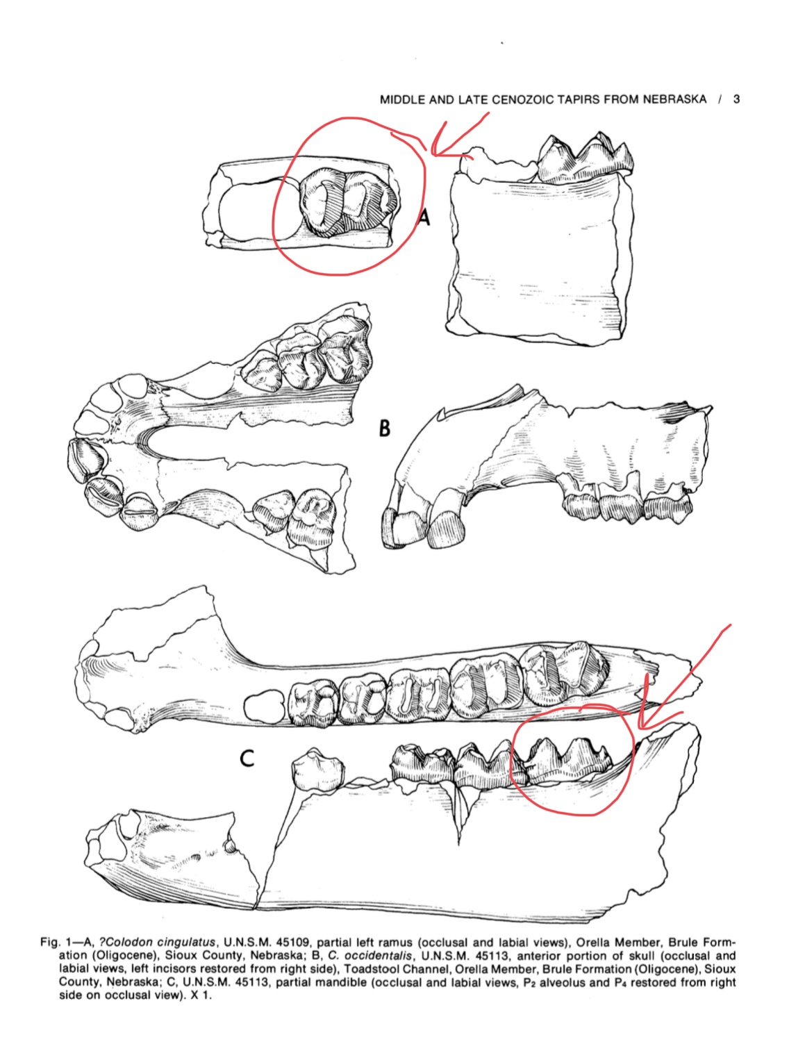 White river fm Jaw Identification - Fossil ID - The Fossil Forum