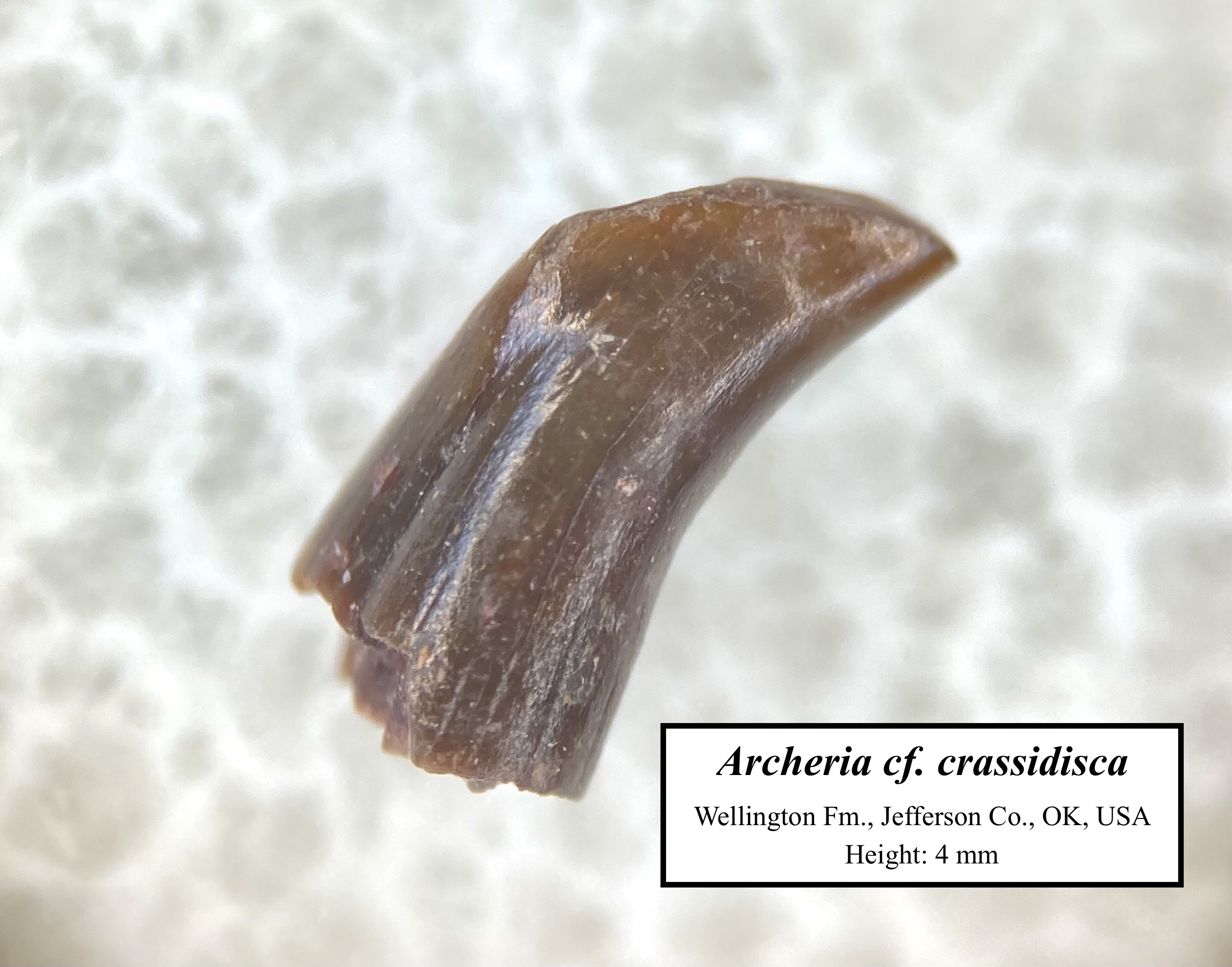 Dimetrodon tooth? Oklahoma Permian - Fossil ID - The Fossil Forum