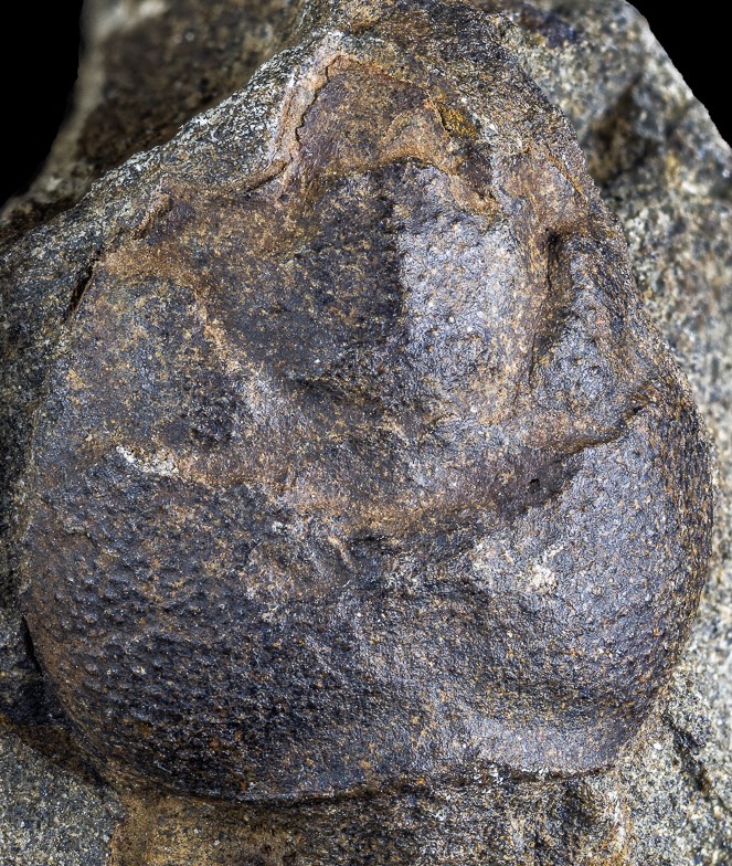 New species of Cretaceous Porcelain crab from Vancouver Island ...