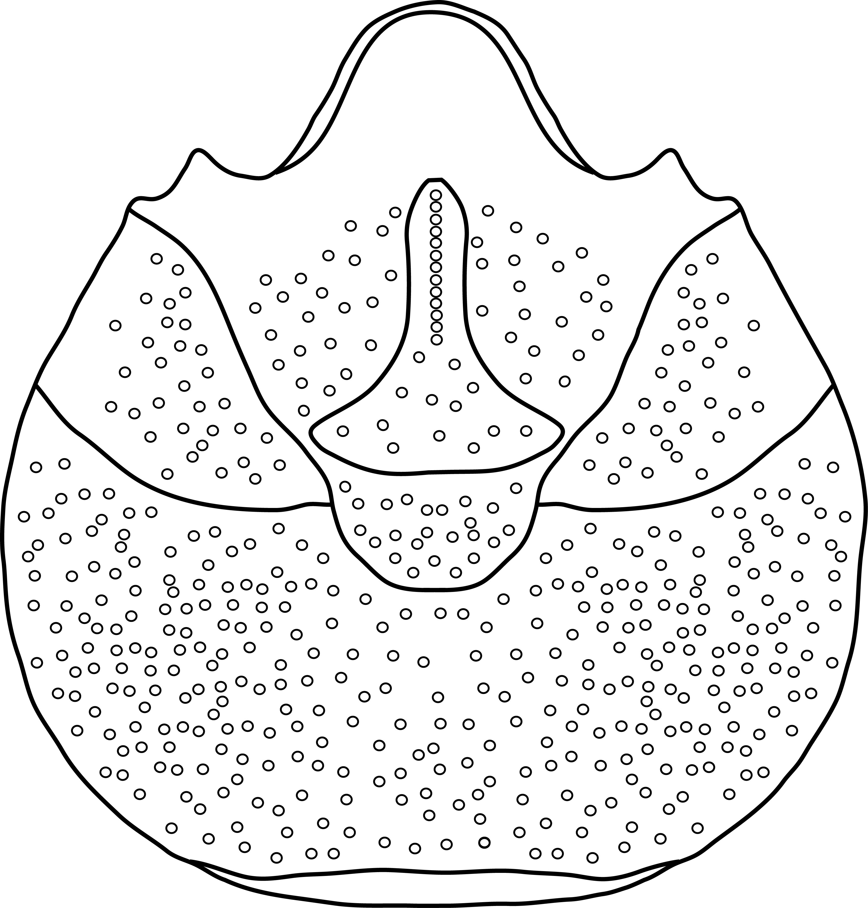 New species of Cretaceous Porcelain crab from Vancouver Island ...