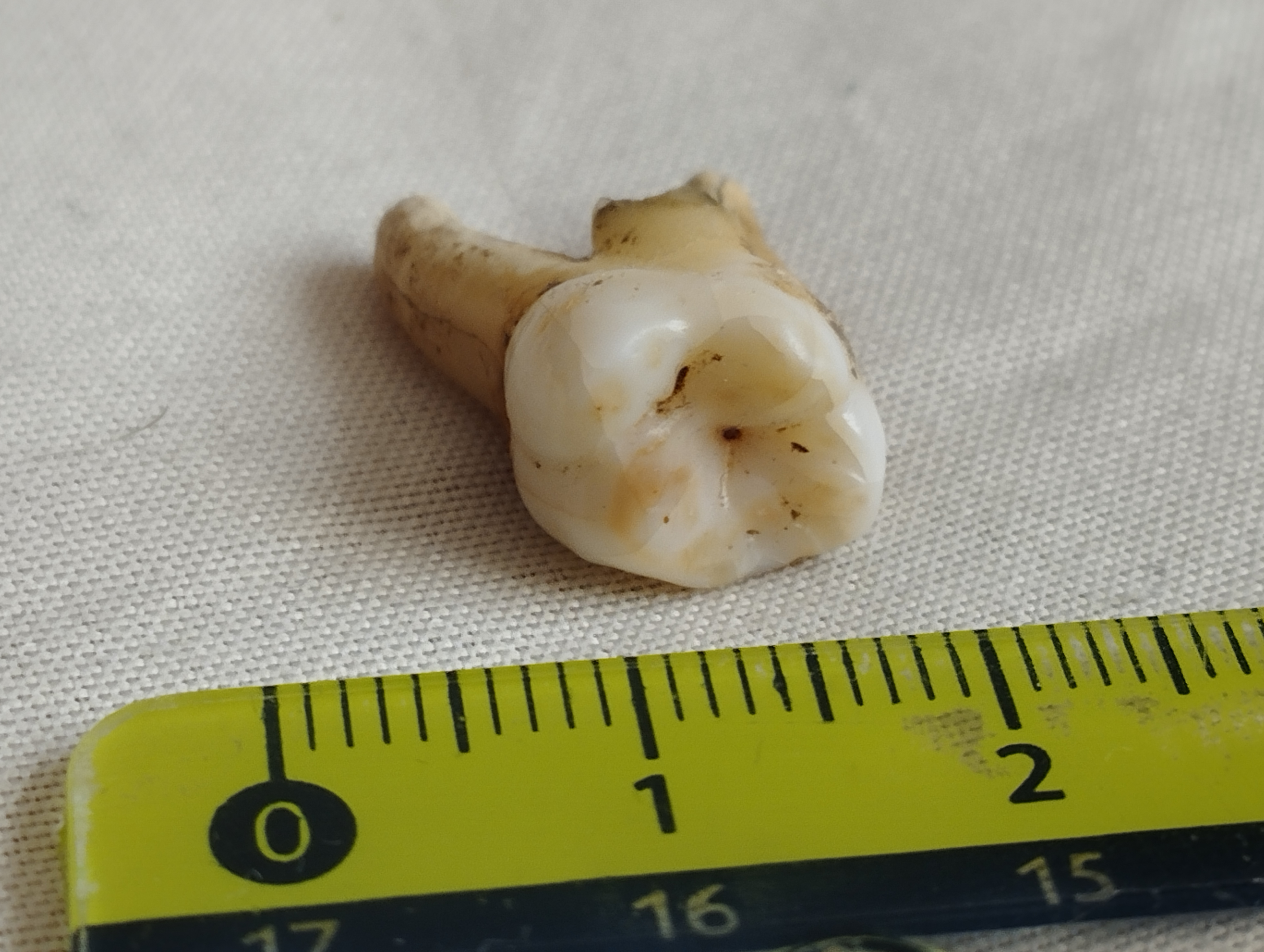 Medieval tooth? - Fossil ID - The Fossil Forum