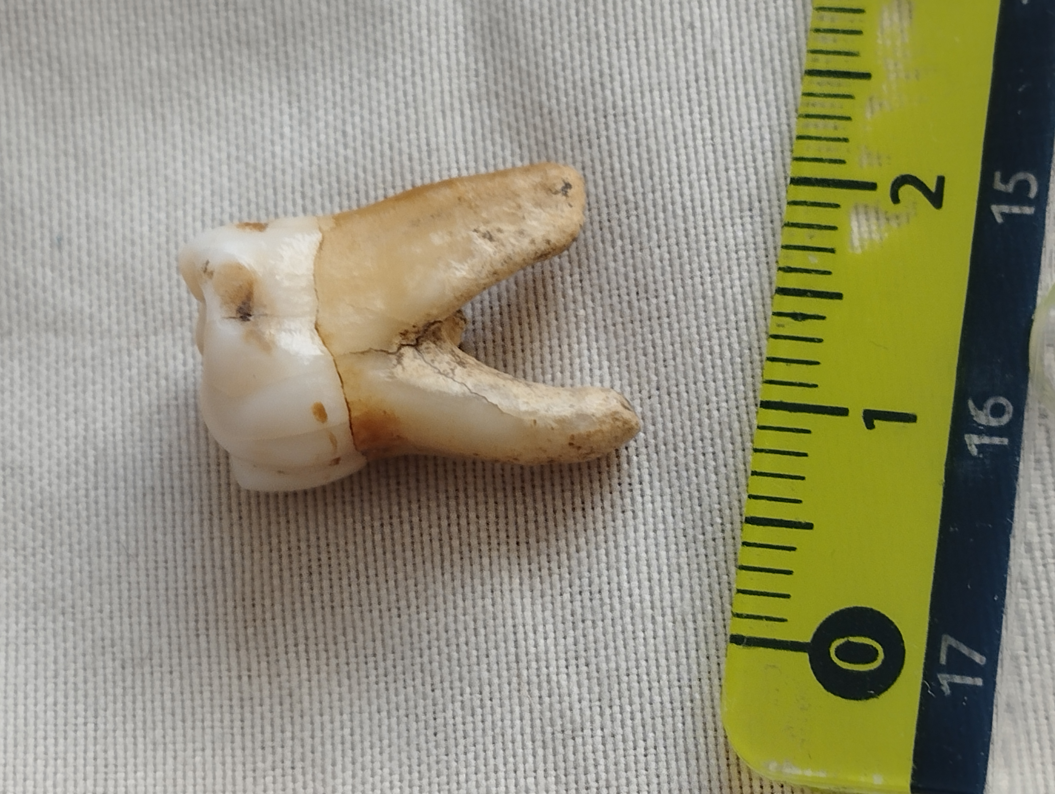 Medieval tooth? - Fossil ID - The Fossil Forum