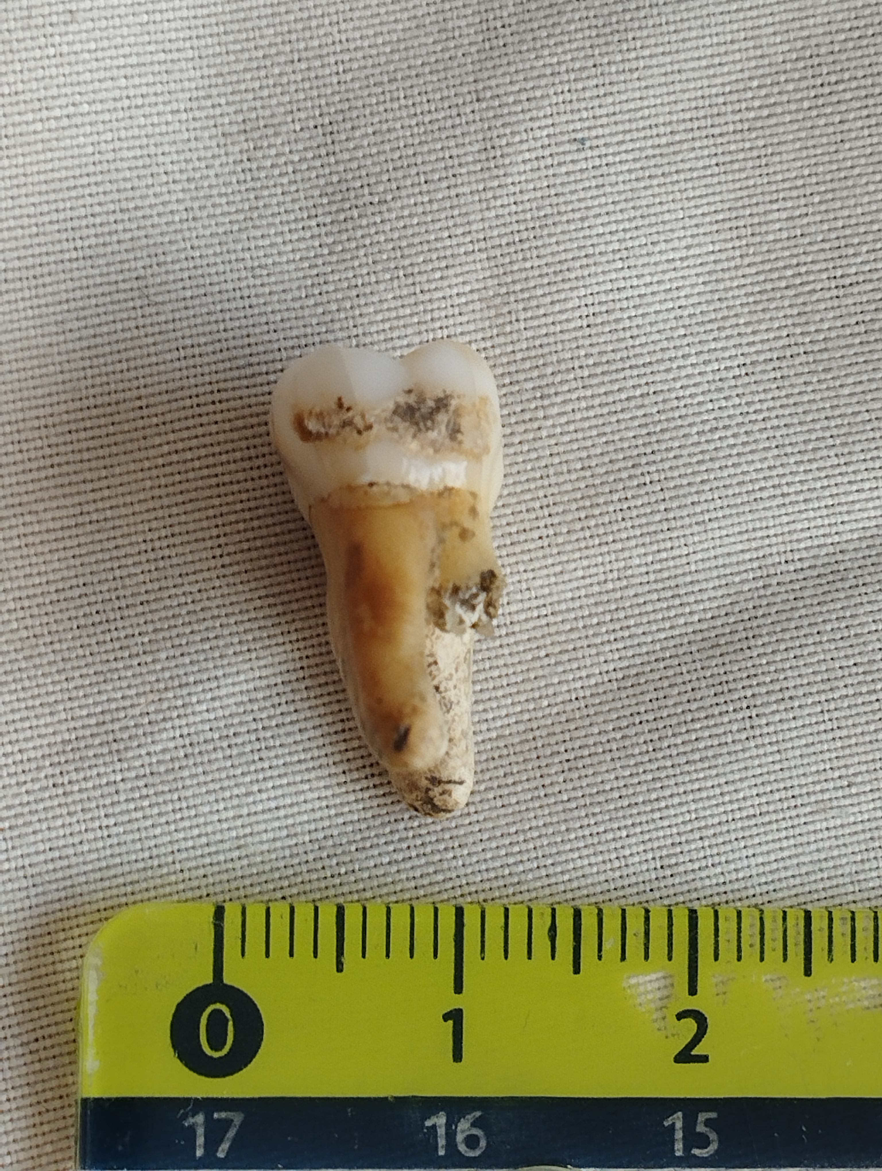 Medieval tooth? - Fossil ID - The Fossil Forum