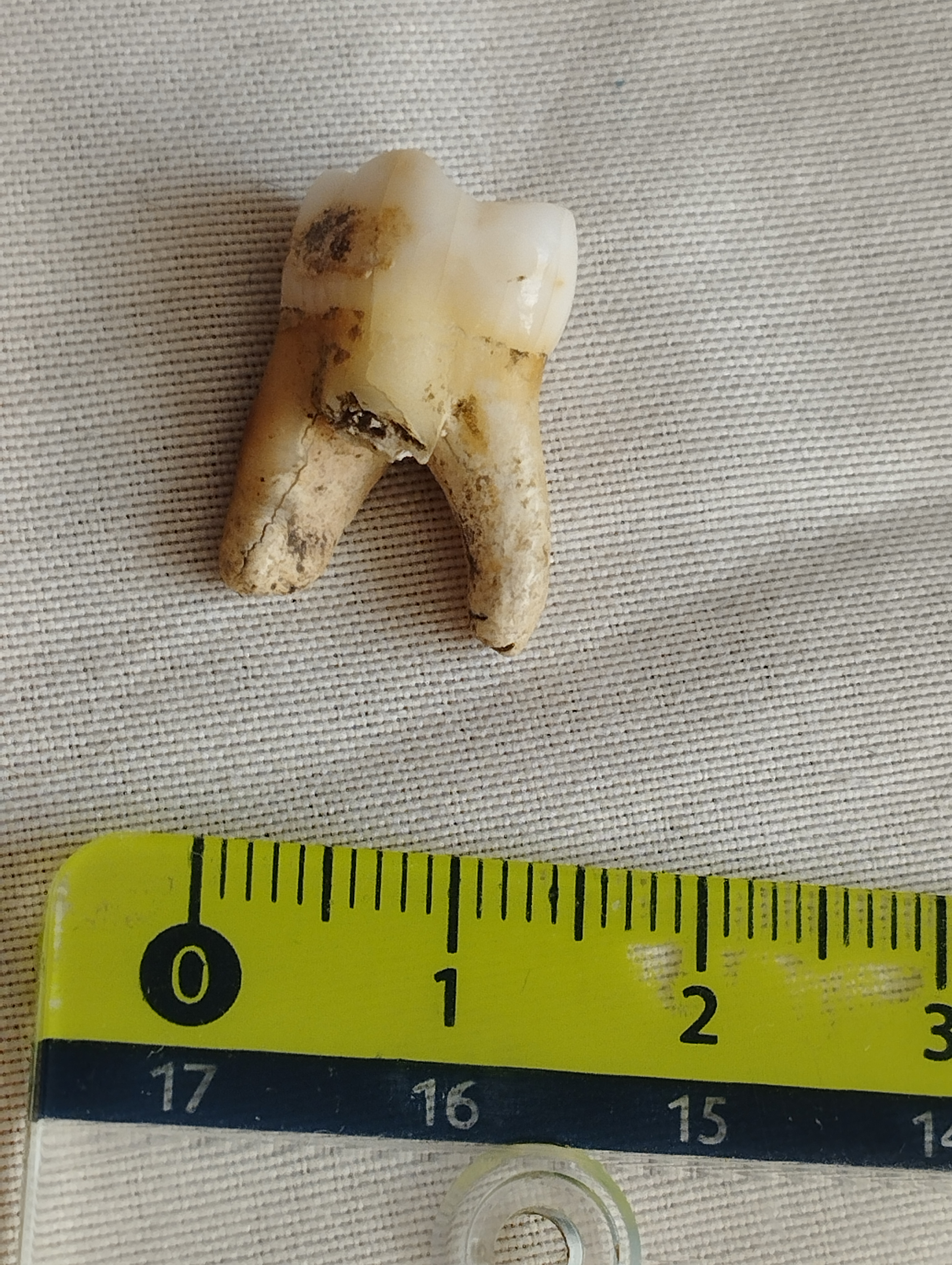 Medieval tooth? - Fossil ID - The Fossil Forum