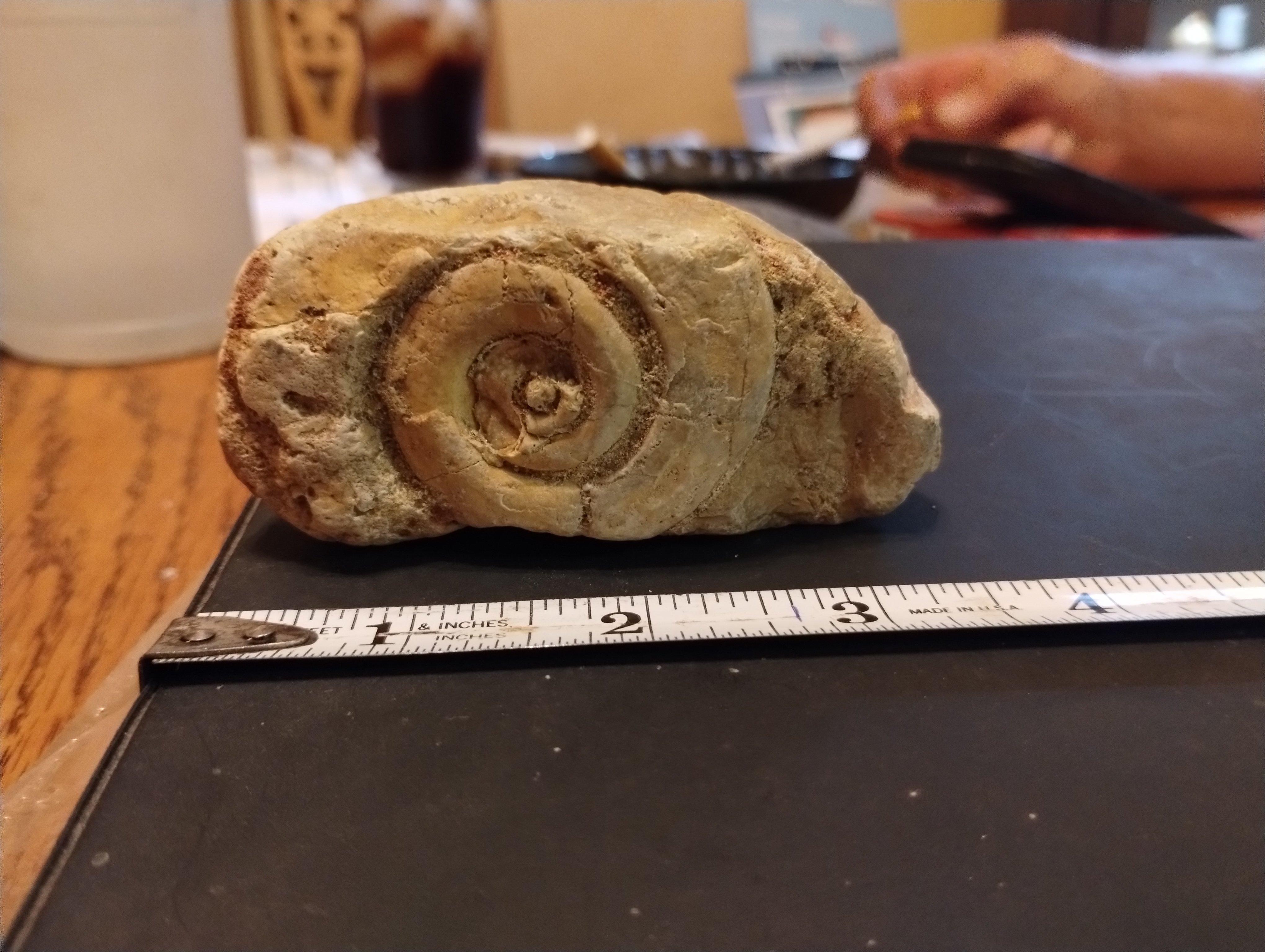 Is this rare? - Fossil ID - The Fossil Forum