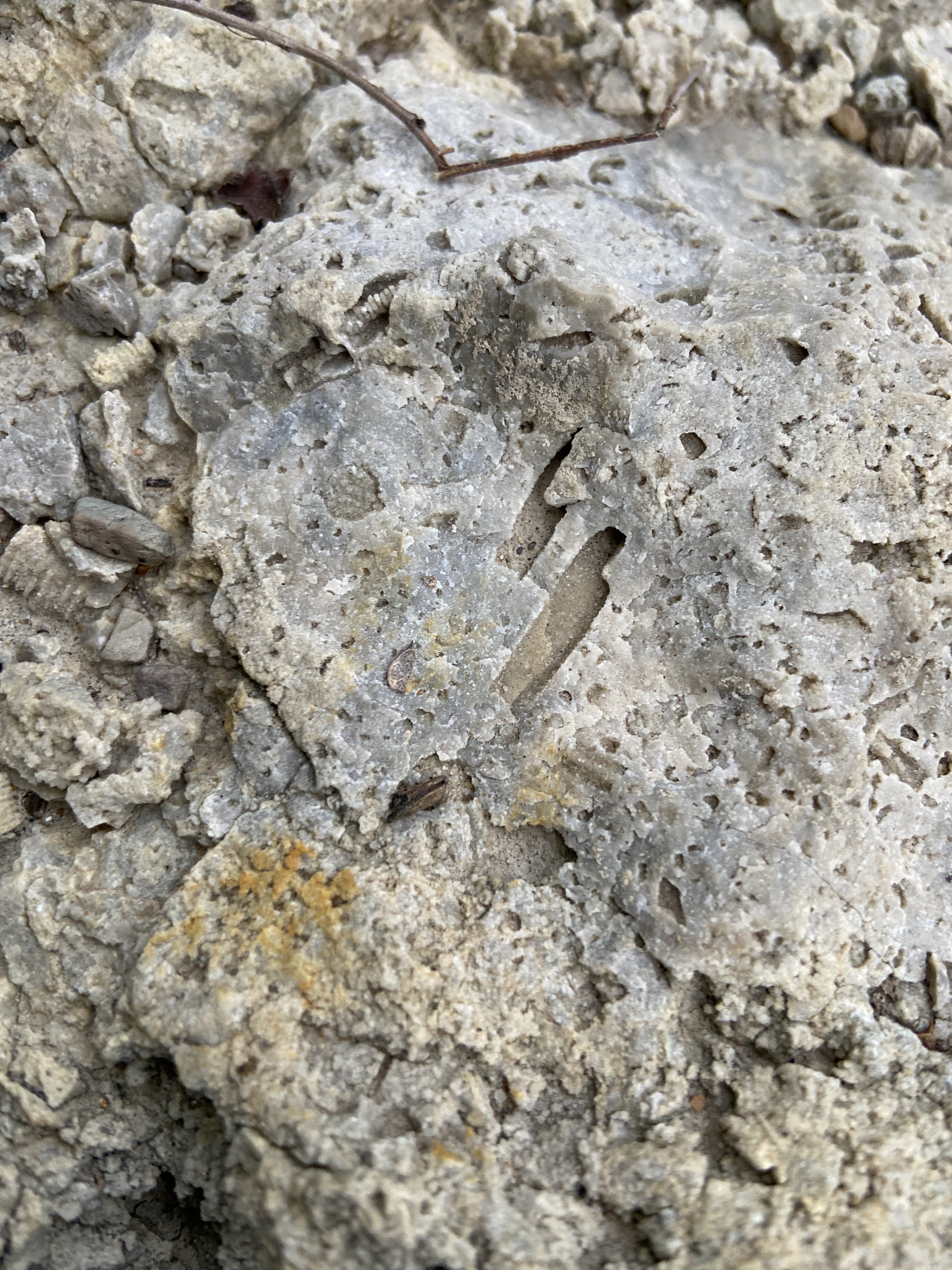 Adventure in the Silurian - Fossil Hunting Trips - The Fossil Forum