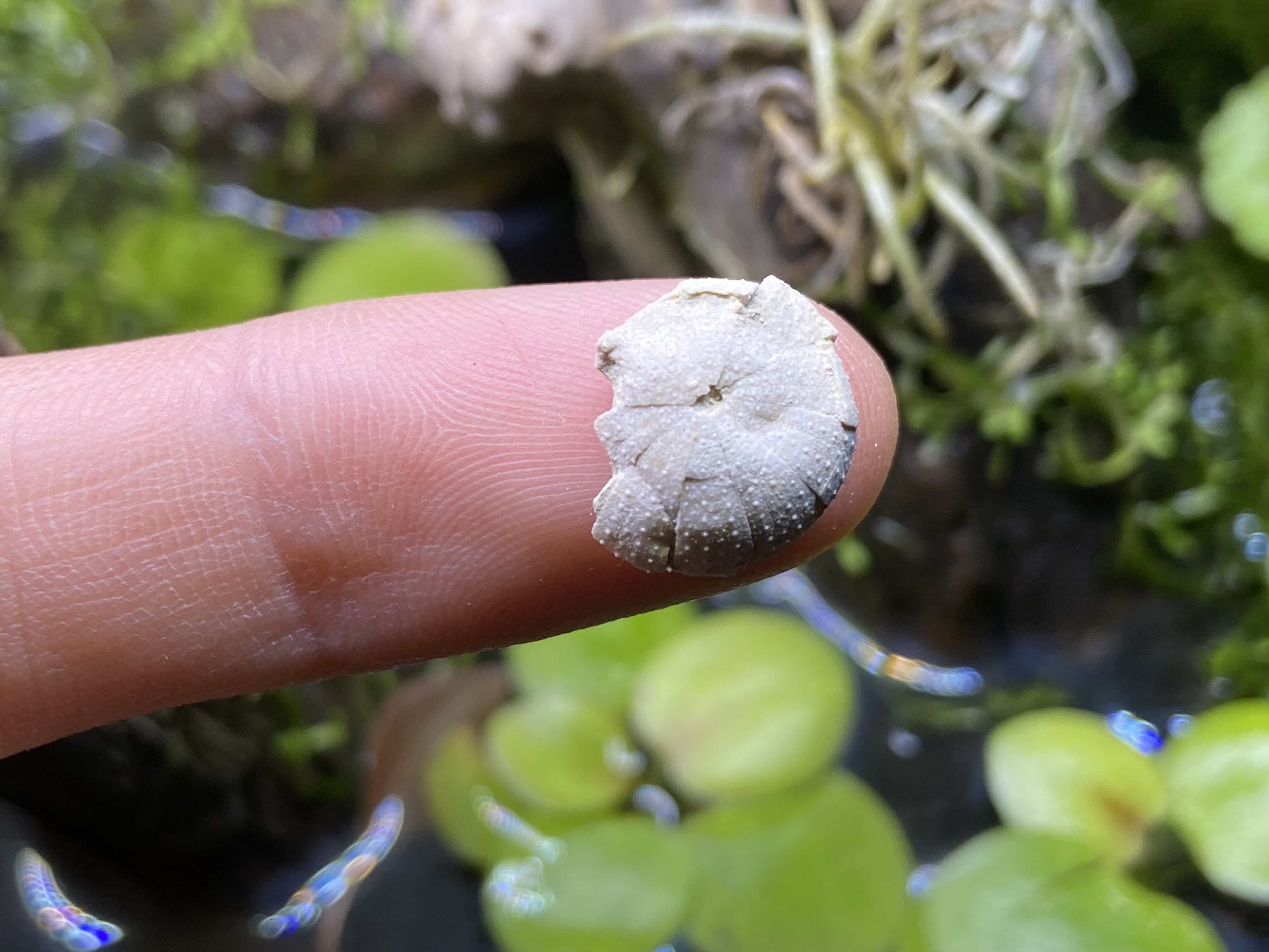 My Recent Outings Across South and Central Texas. Lots of Rare ...