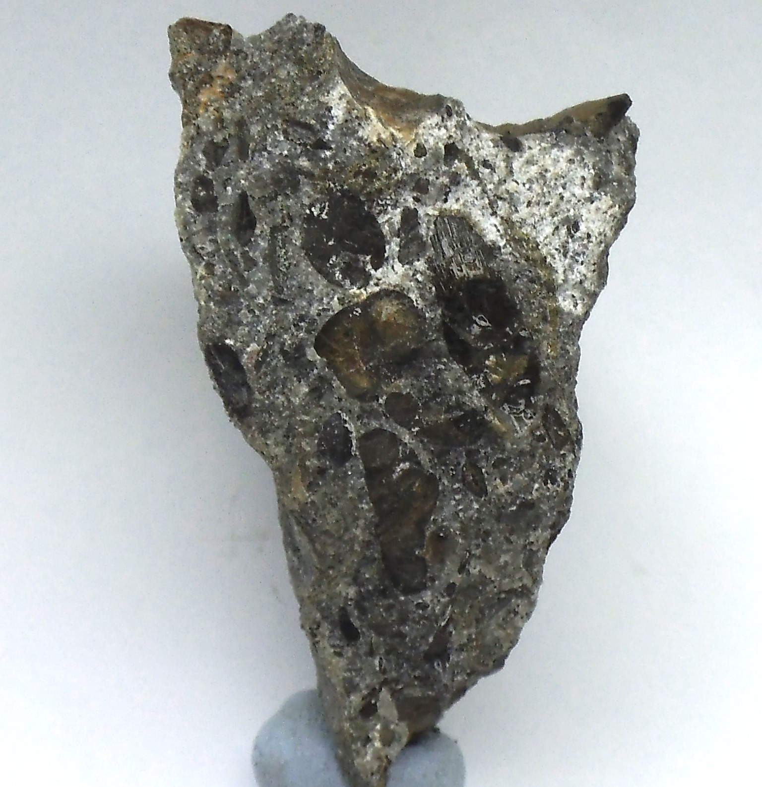 Partial Rhomaleosaurus tooth from UK? - Fossil ID - The Fossil Forum
