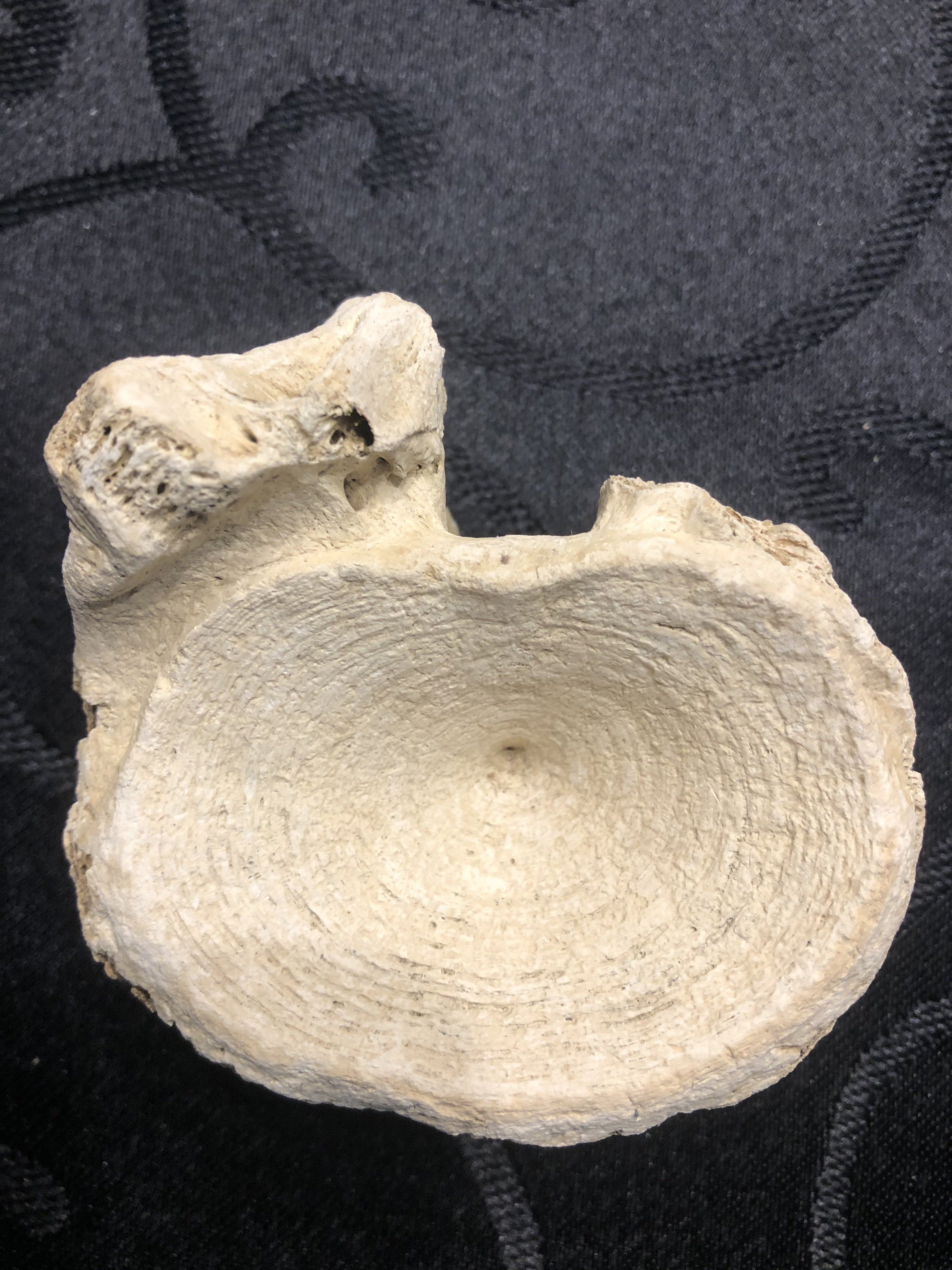 Great white shark vertebra? - Fossil ID - The Fossil Forum