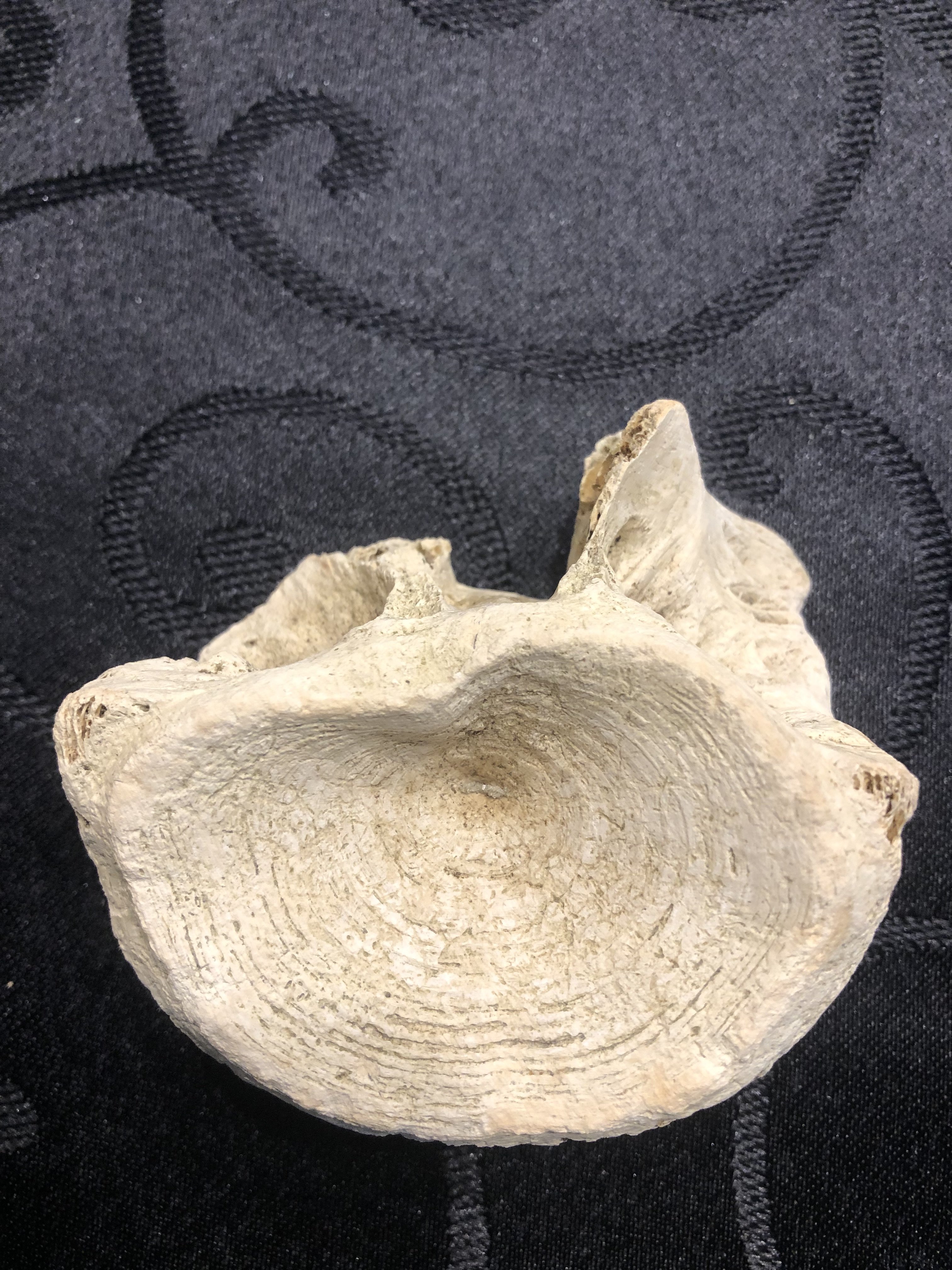 Great white shark vertebra? - Fossil ID - The Fossil Forum