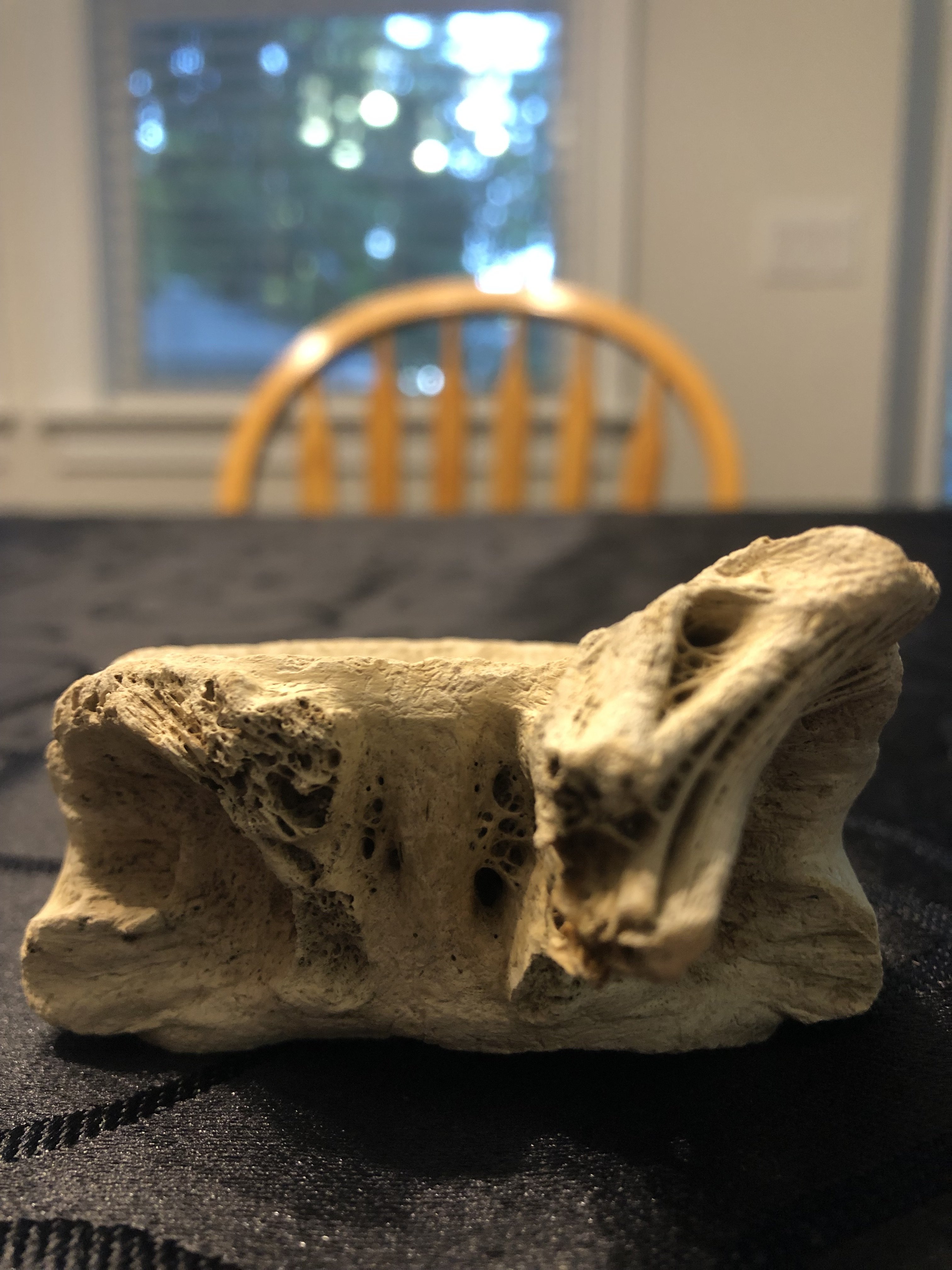 Great white shark vertebra? - Fossil ID - The Fossil Forum