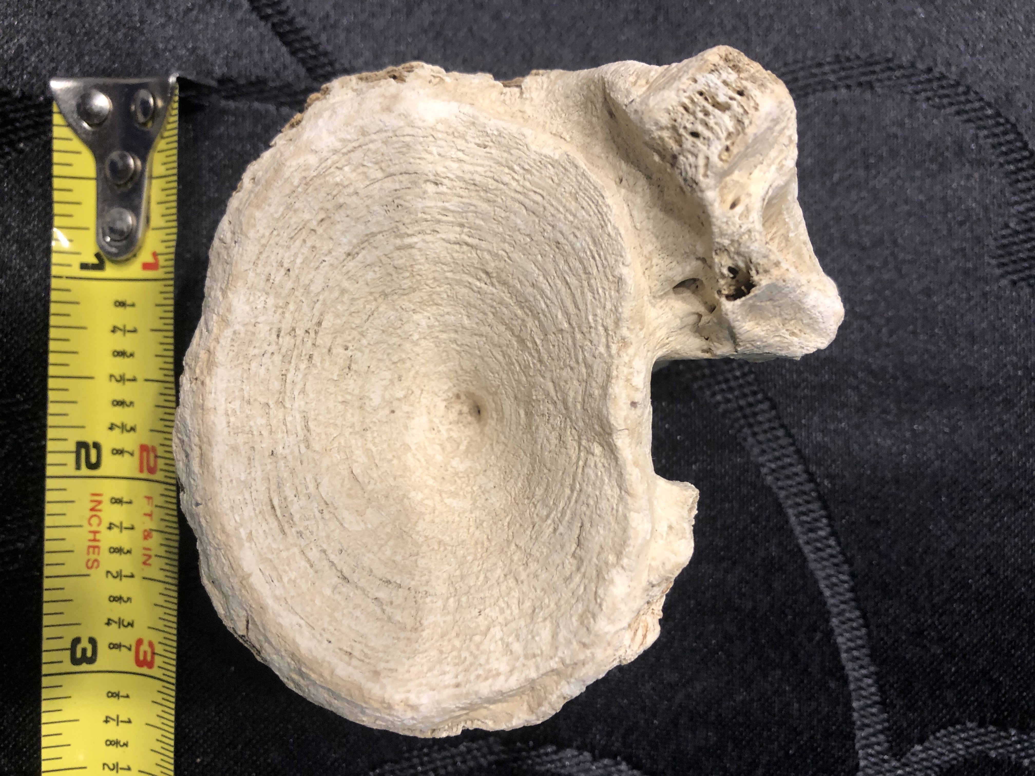 Great white shark vertebra? - Fossil ID - The Fossil Forum