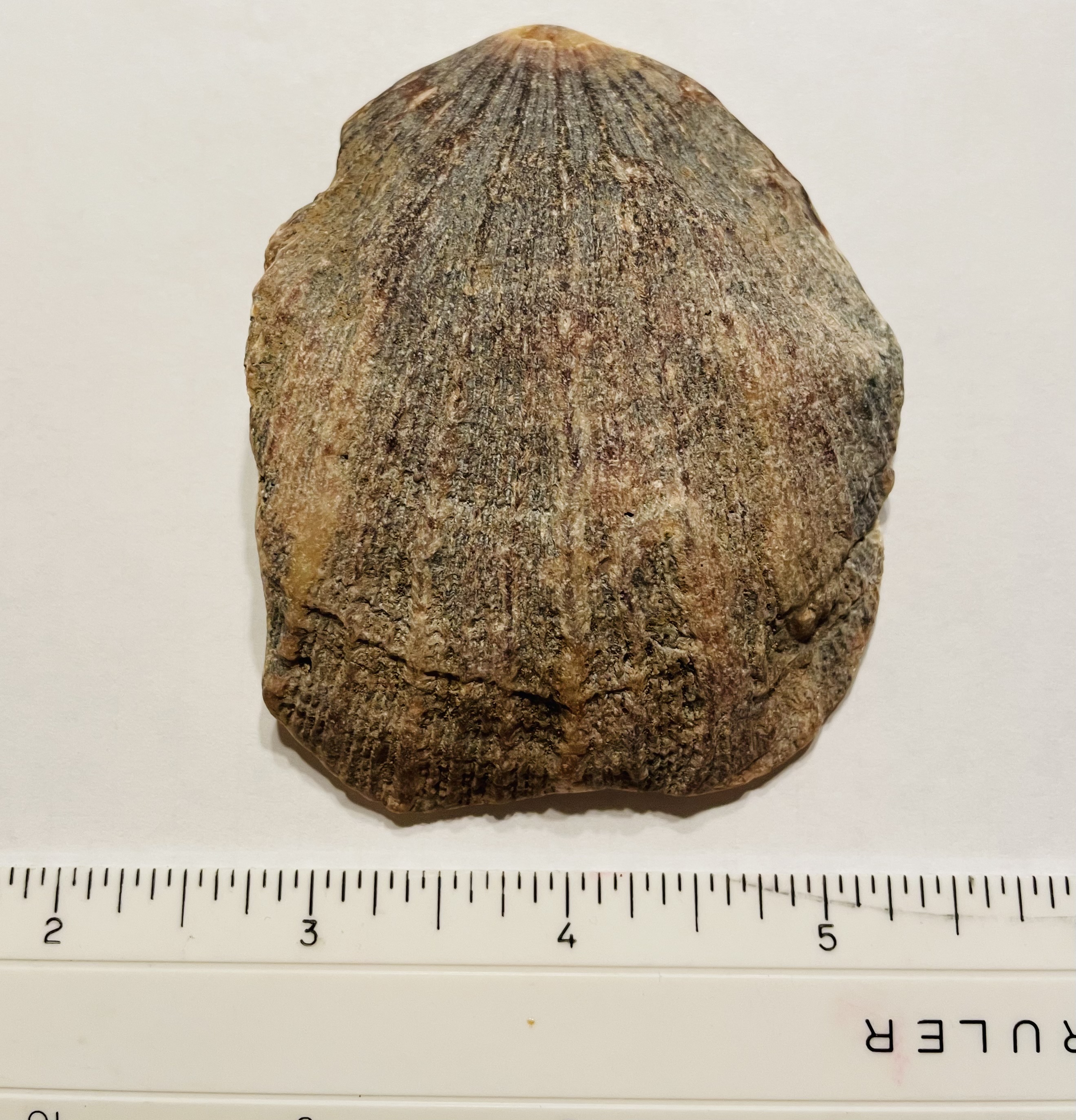 Santa Barbara fossils ? Shell and is this bone? - Fossil ID - The ...