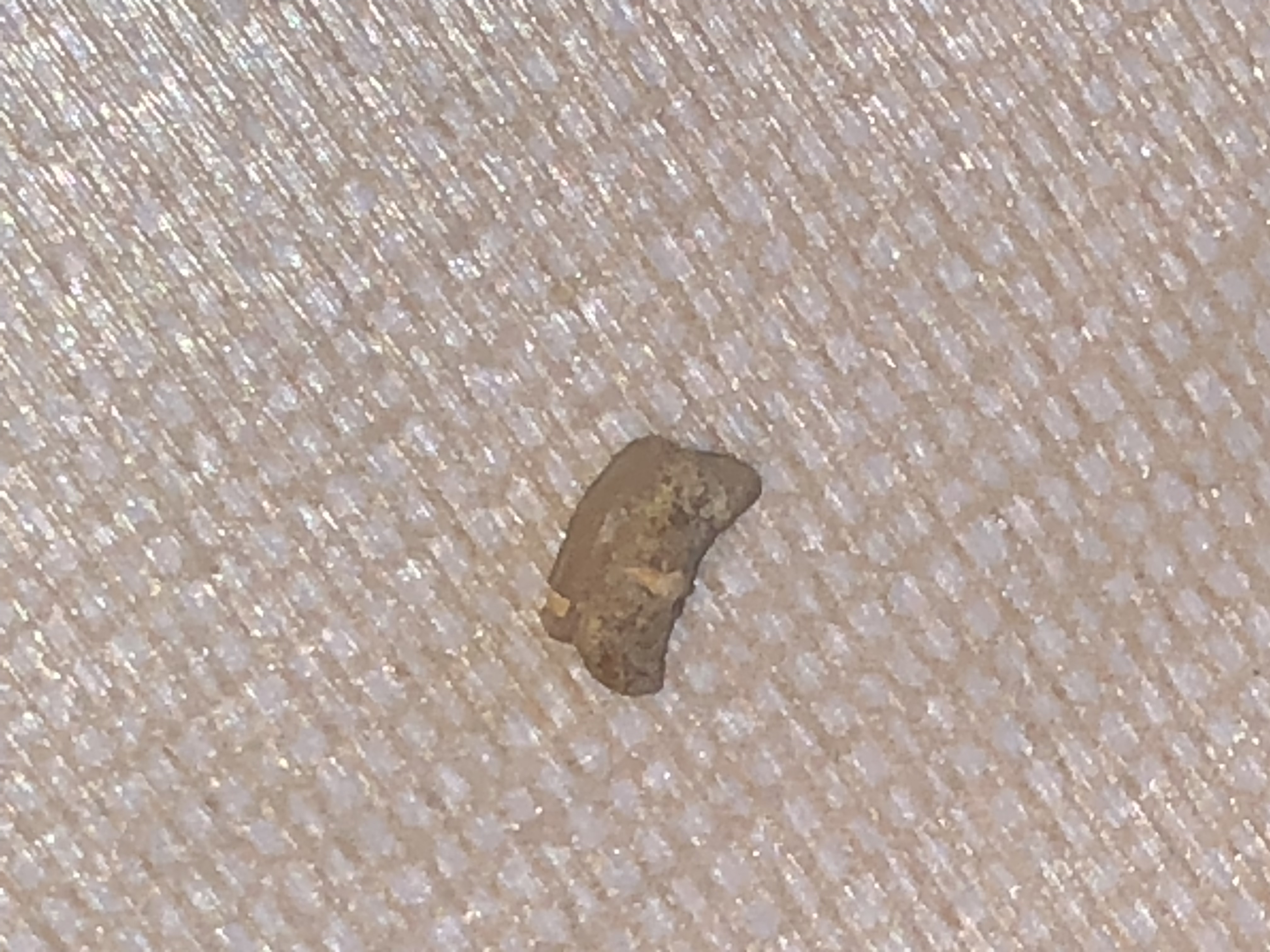 Need help to ID this rare and strange tooth found in the Midra shale ...