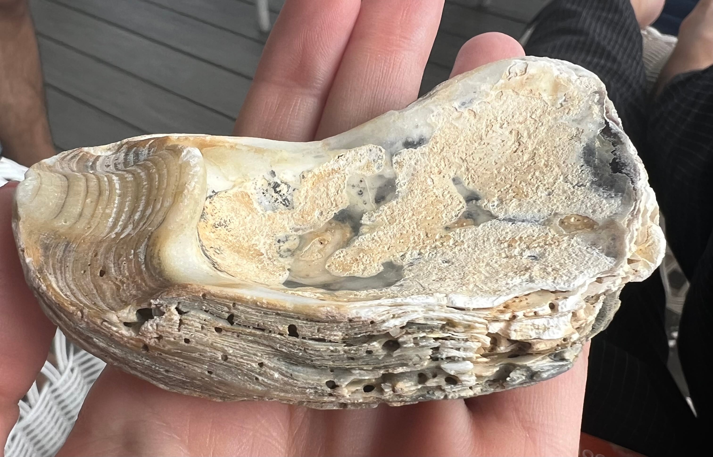 Oyster: Modern or fossil - Fossil ID - The Fossil Forum